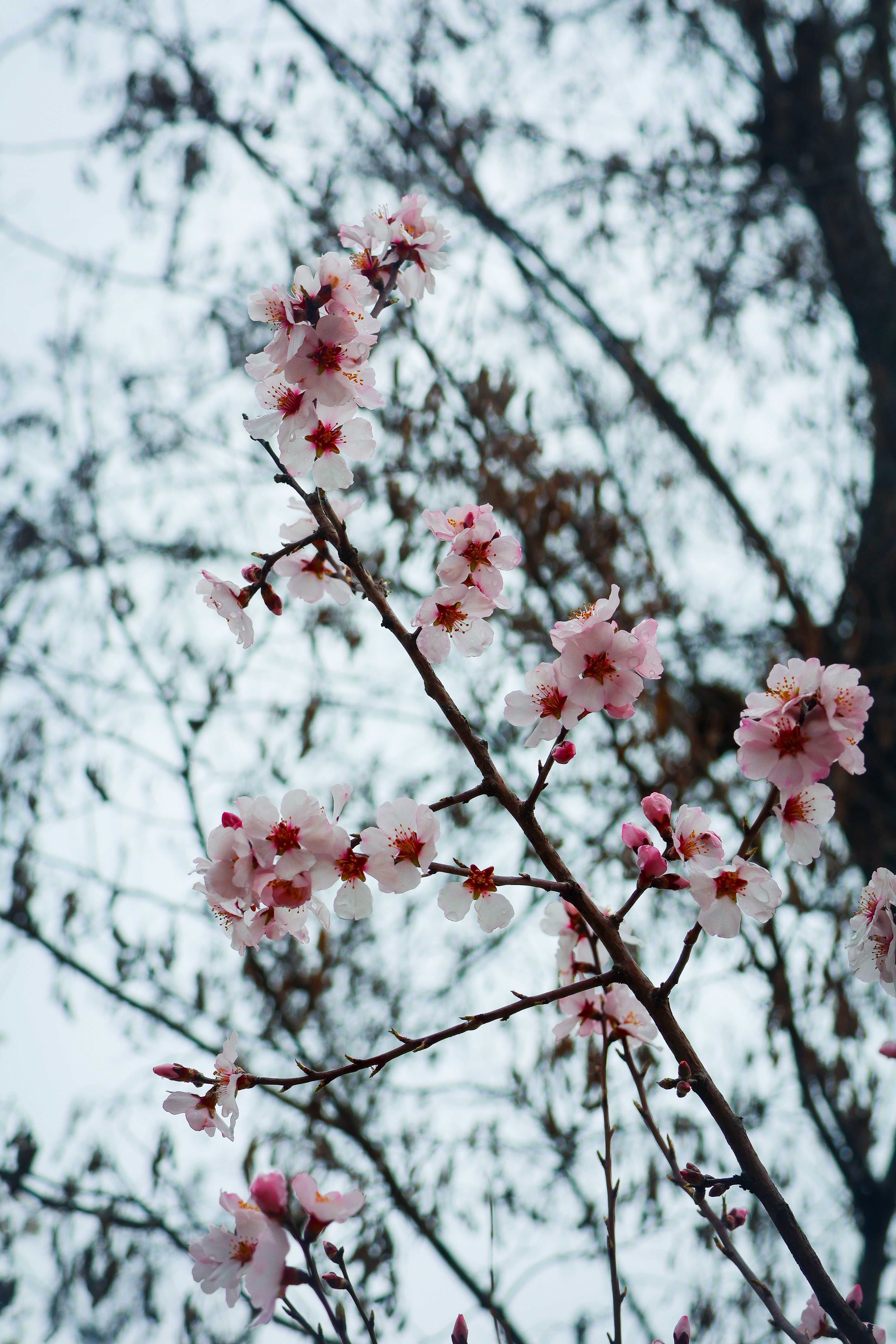 Blooming Cherry Blossoms in Early Spring · Free Stock Photo