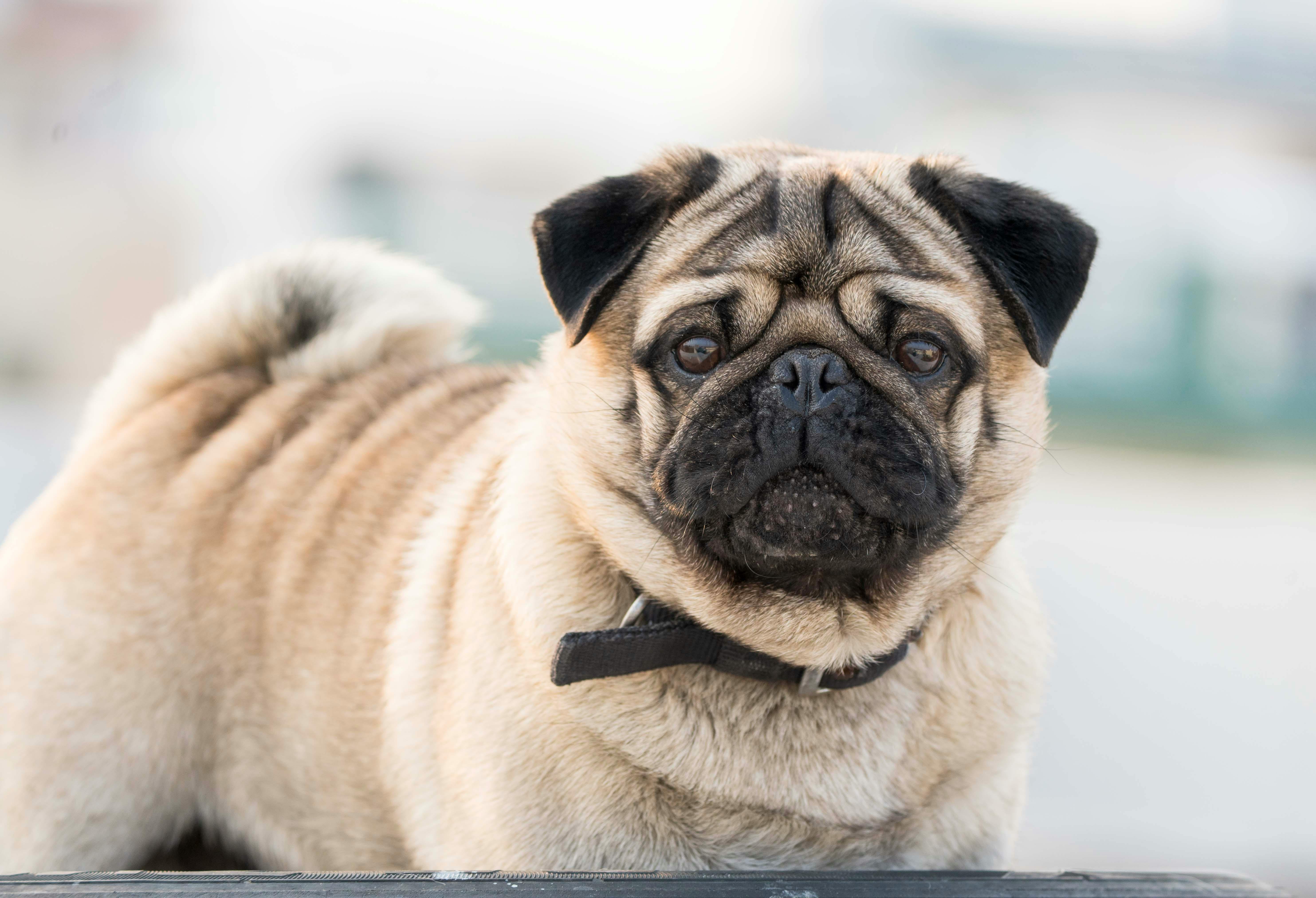 Sad Pug Photos, Download The BEST Free Sad Pug Stock Photos & HD Images