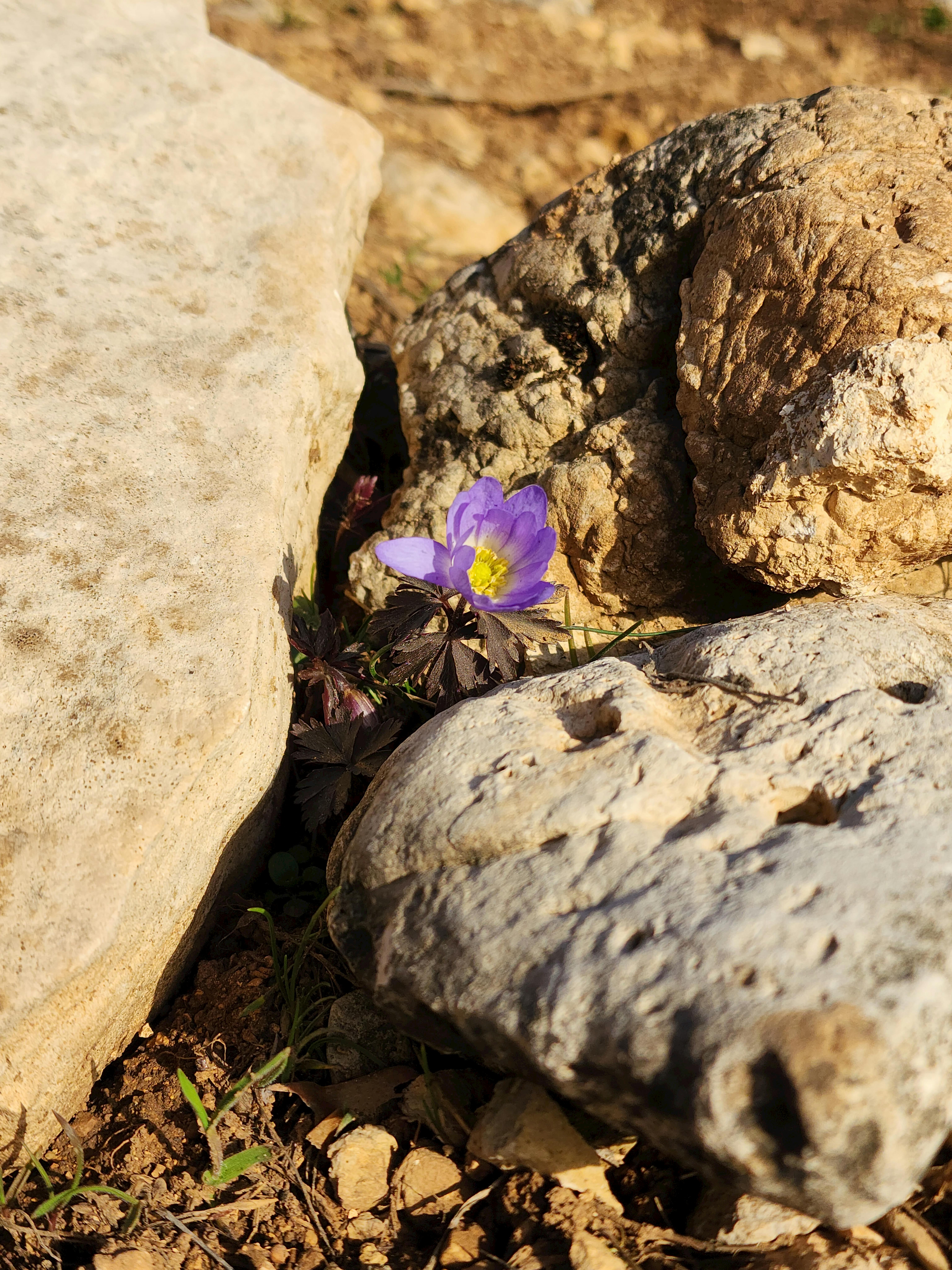 Two Yellow Flowers Surrounded by Rocks · Free Stock Photo