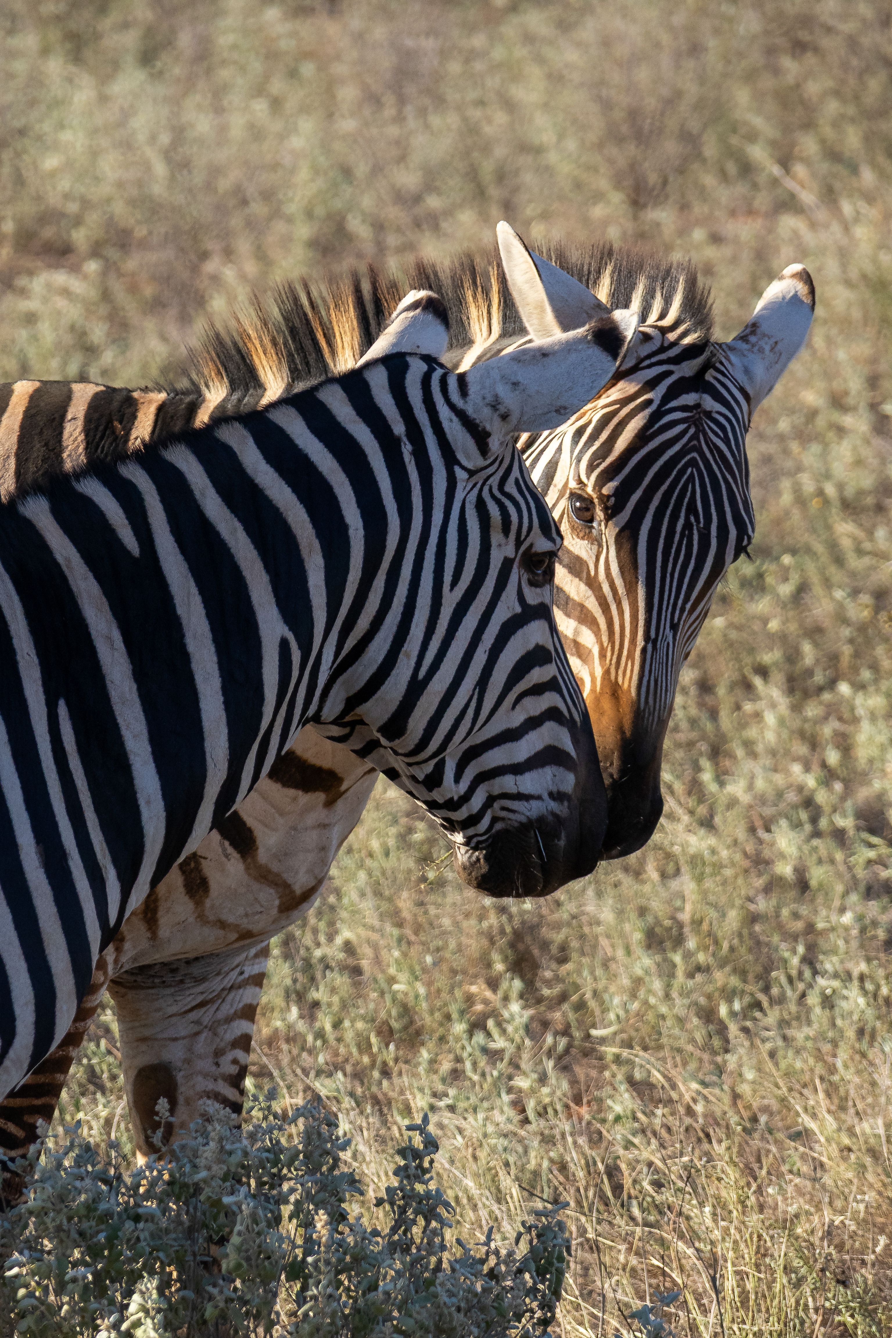 Zebra Fur · Free Stock Photo