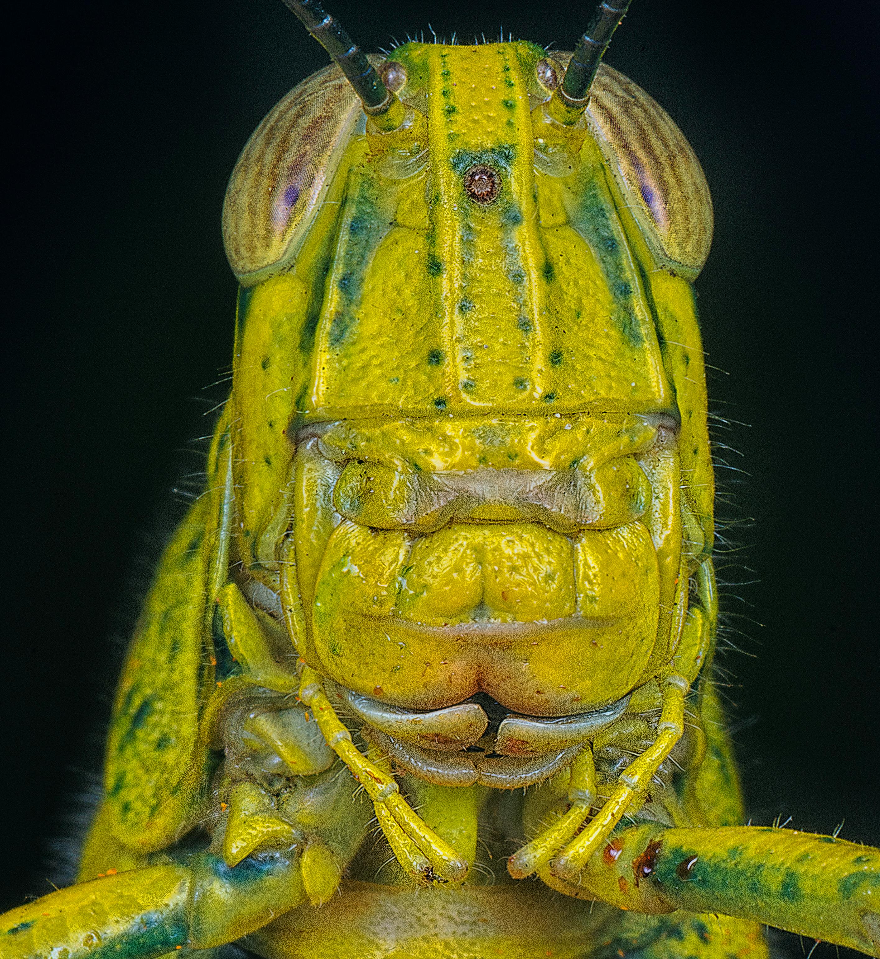 Bugs Photos, Download The BEST Free Bugs Stock Photos & HD Images