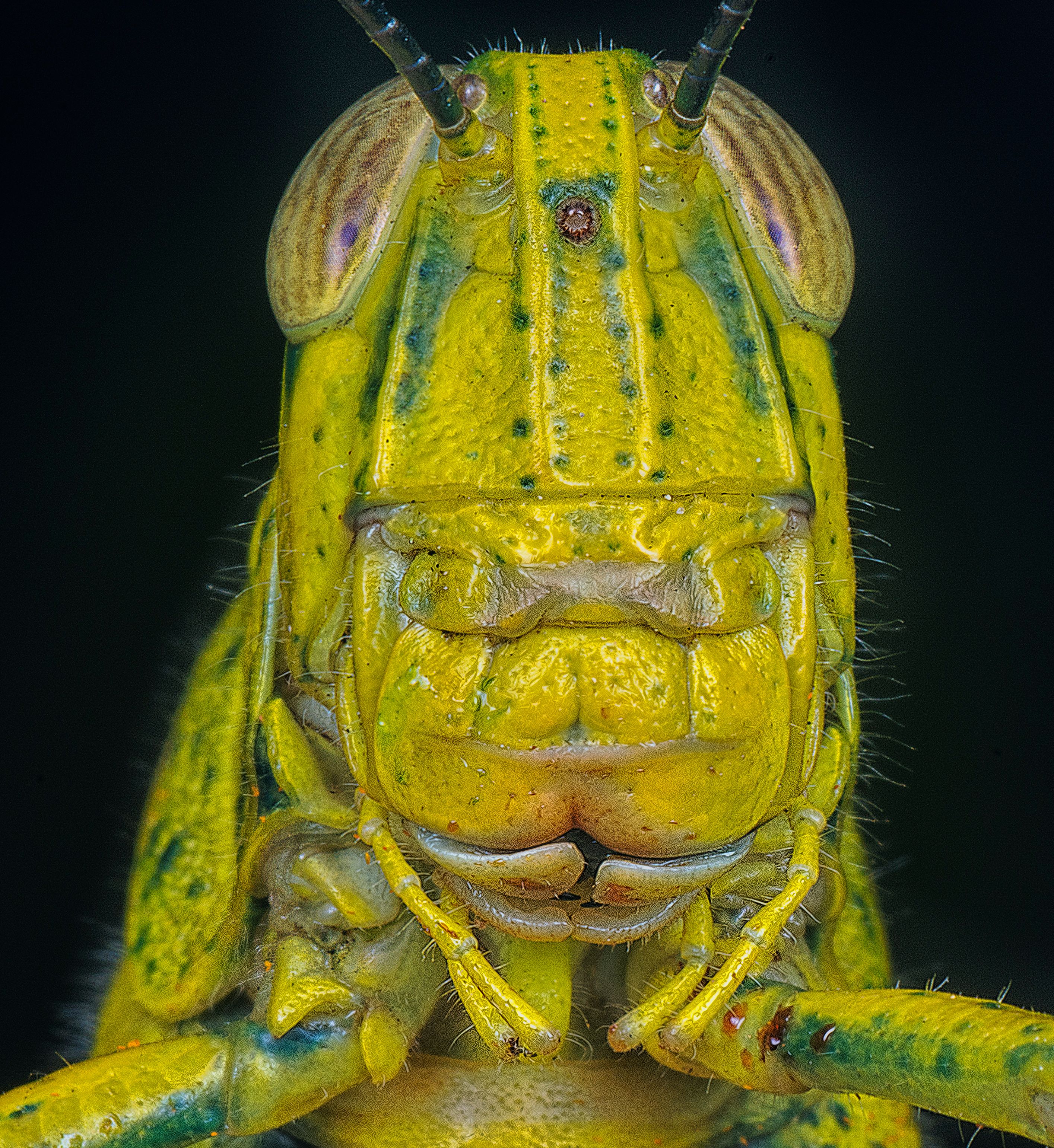 Grasshopper Face Photos, Download The BEST Free Grasshopper Face Stock ...