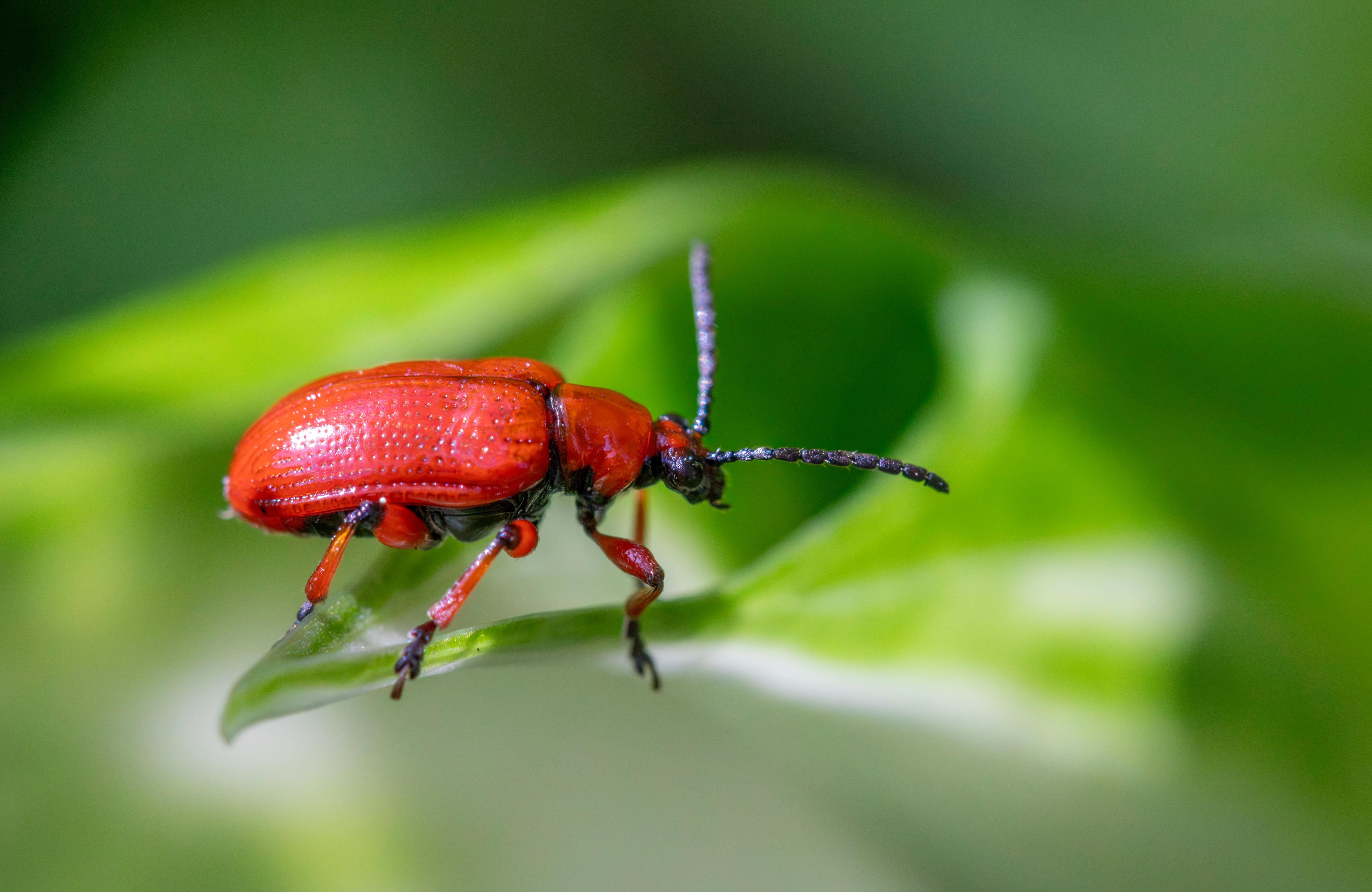 Close-up of Red Lily Beetle on Leaf · Free Stock Photo