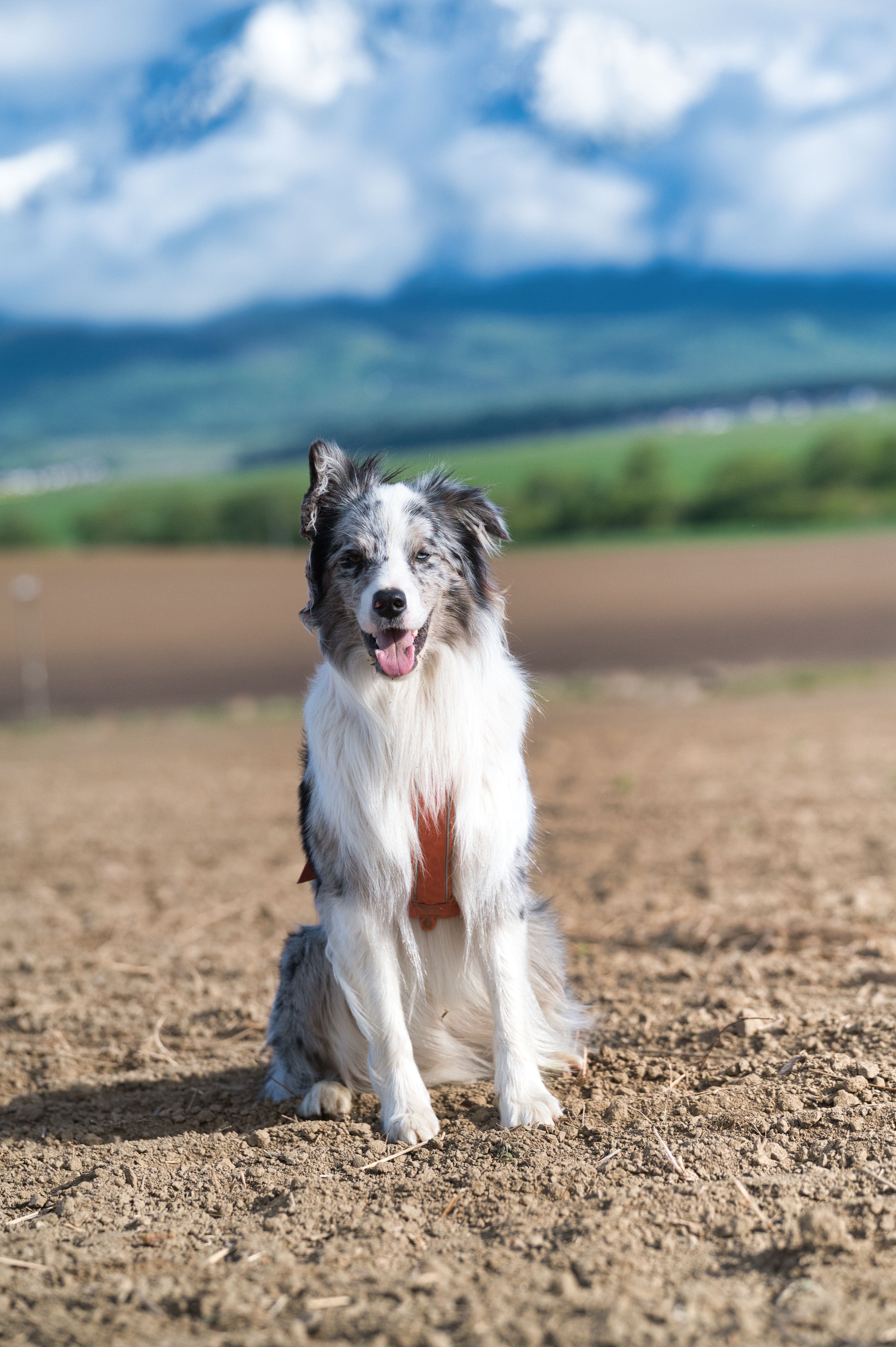 Playful Border Collie Posed in Scenic Mountain Landscape · Free Stock Photo
