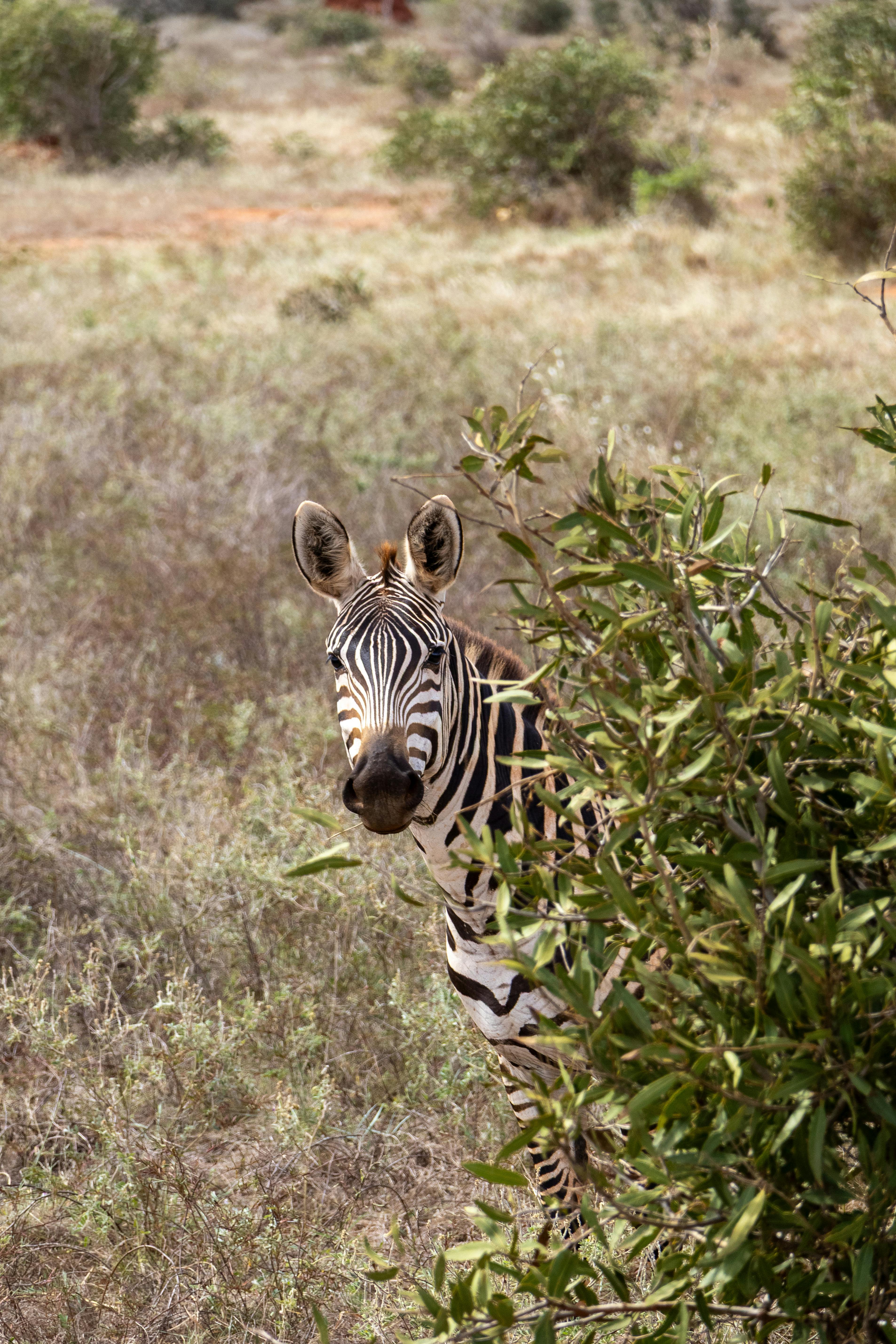 Fruit Stripes Zebra Photos, Download The BEST Free Fruit Stripes Zebra ...