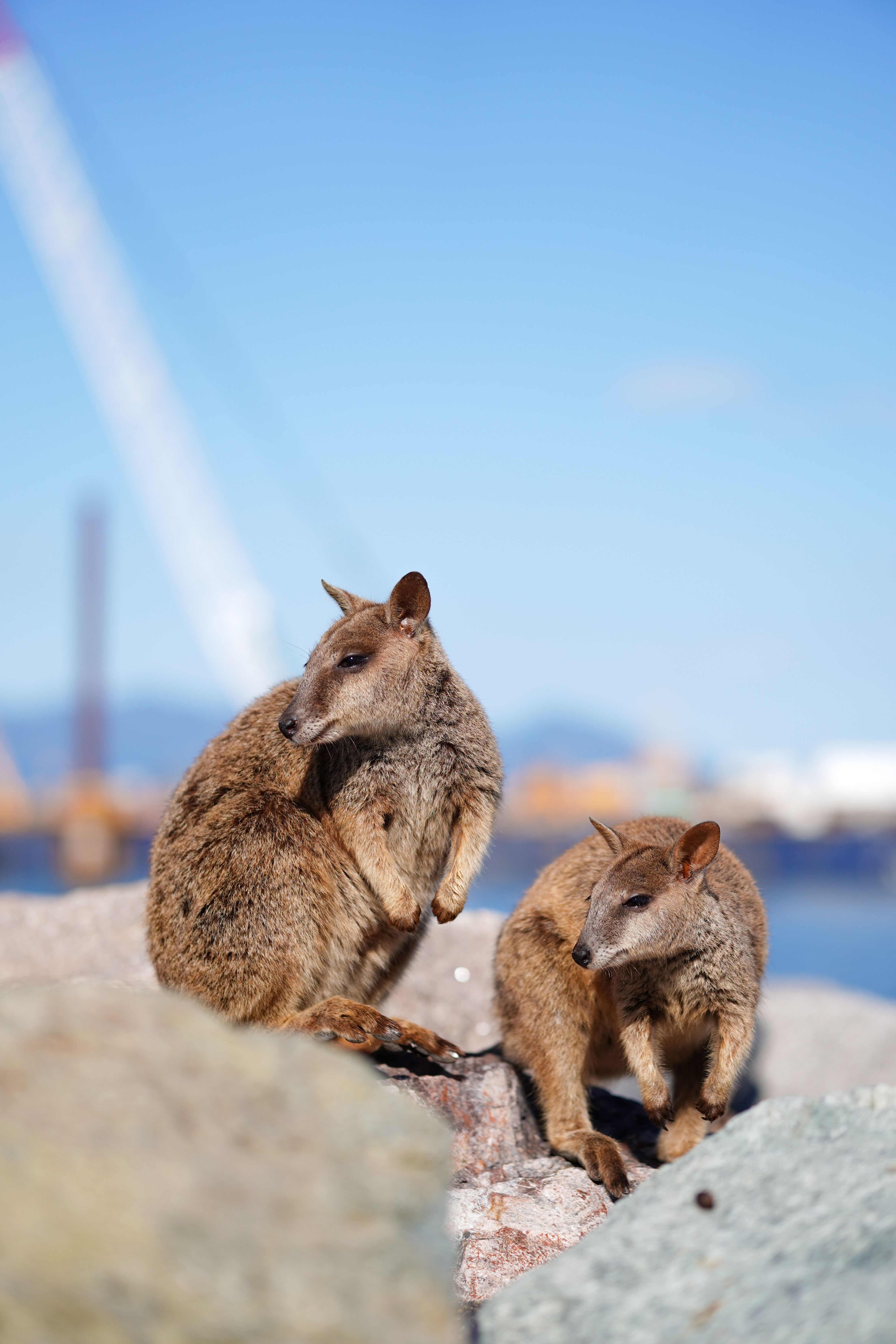Two Quokkas on Rocks Near Waterfront · Free Stock Photo