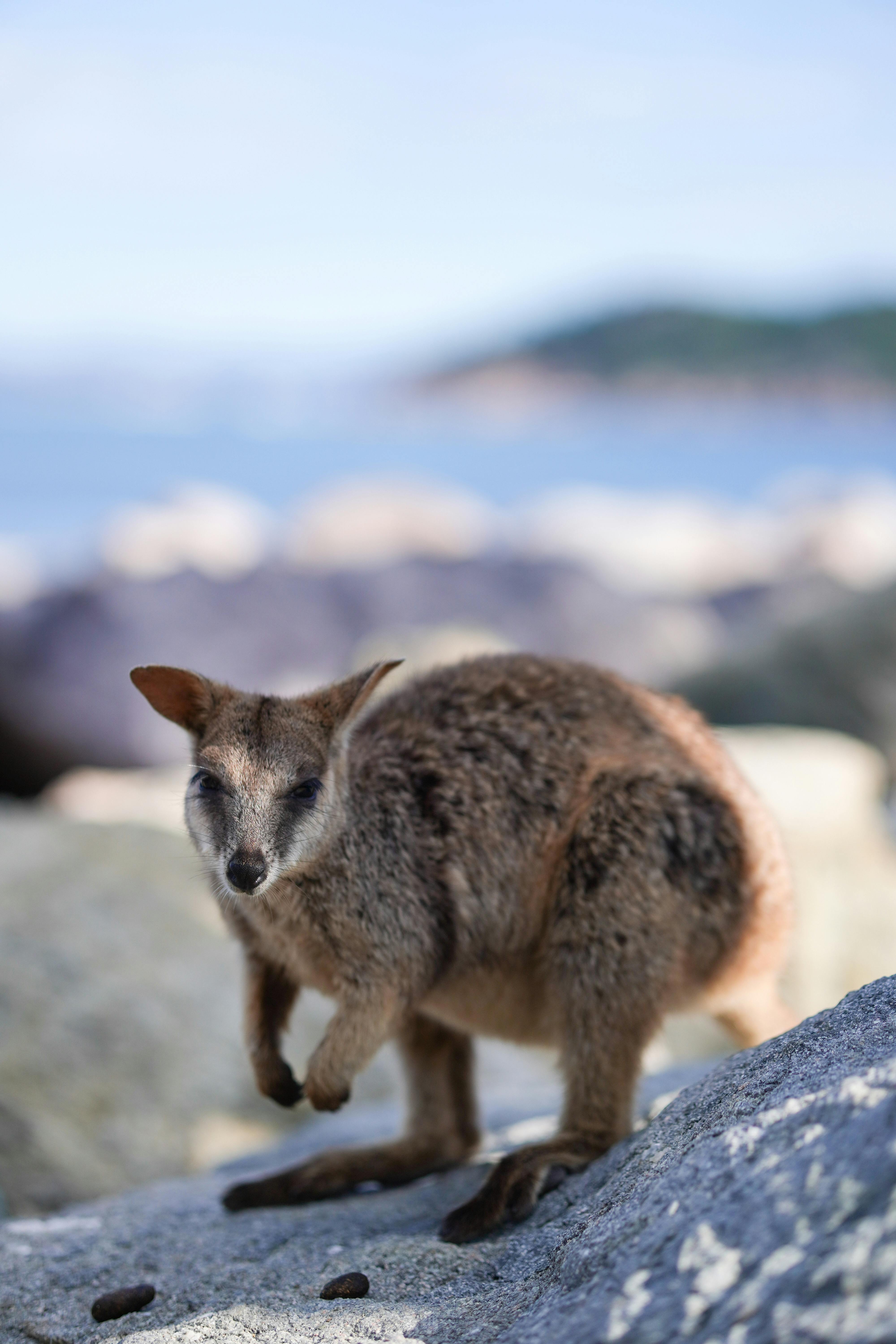 Wild Wallaby on Rocky Australian Coast · Free Stock Photo