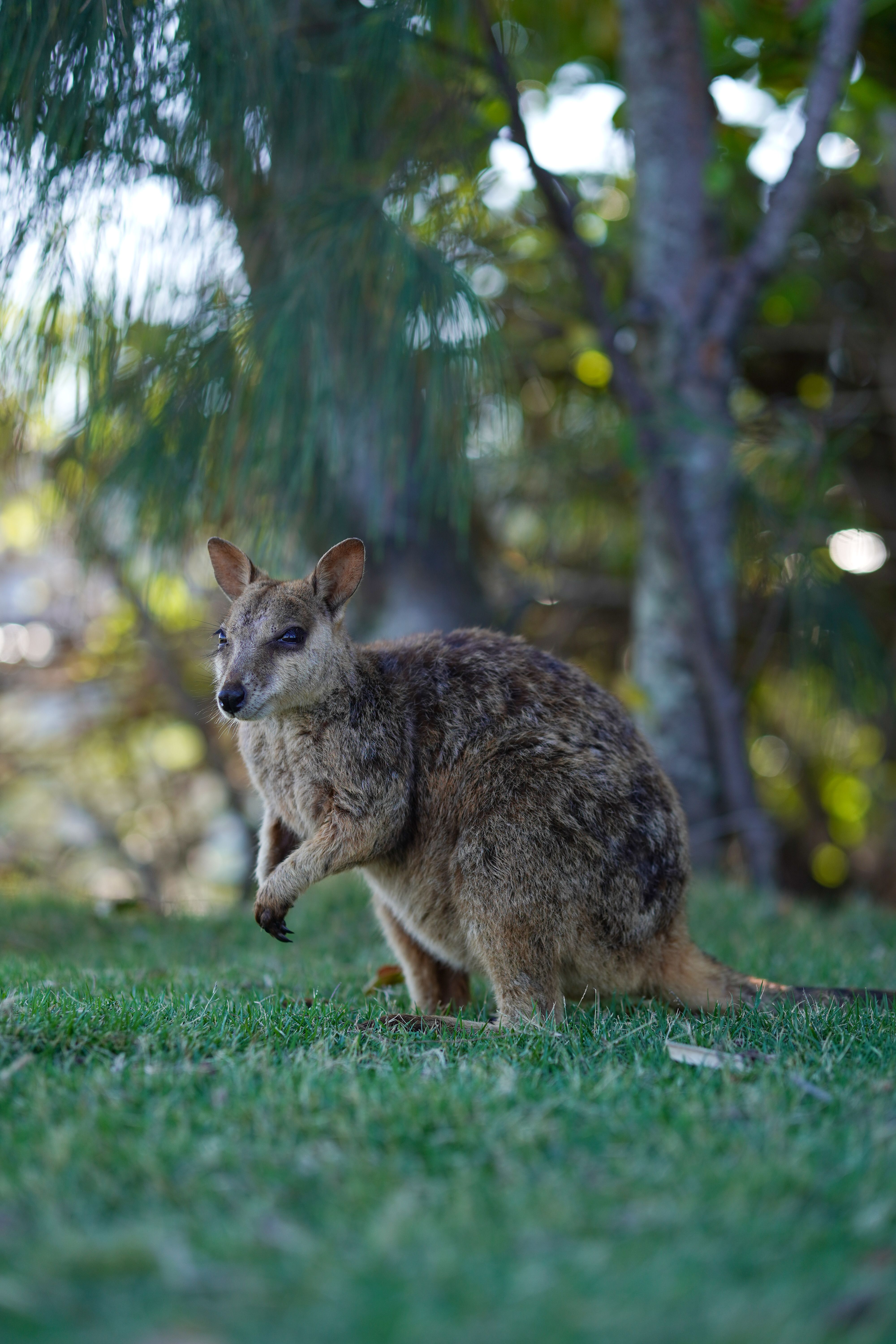 Wallaby in Natural Habitat on Grass · Free Stock Photo