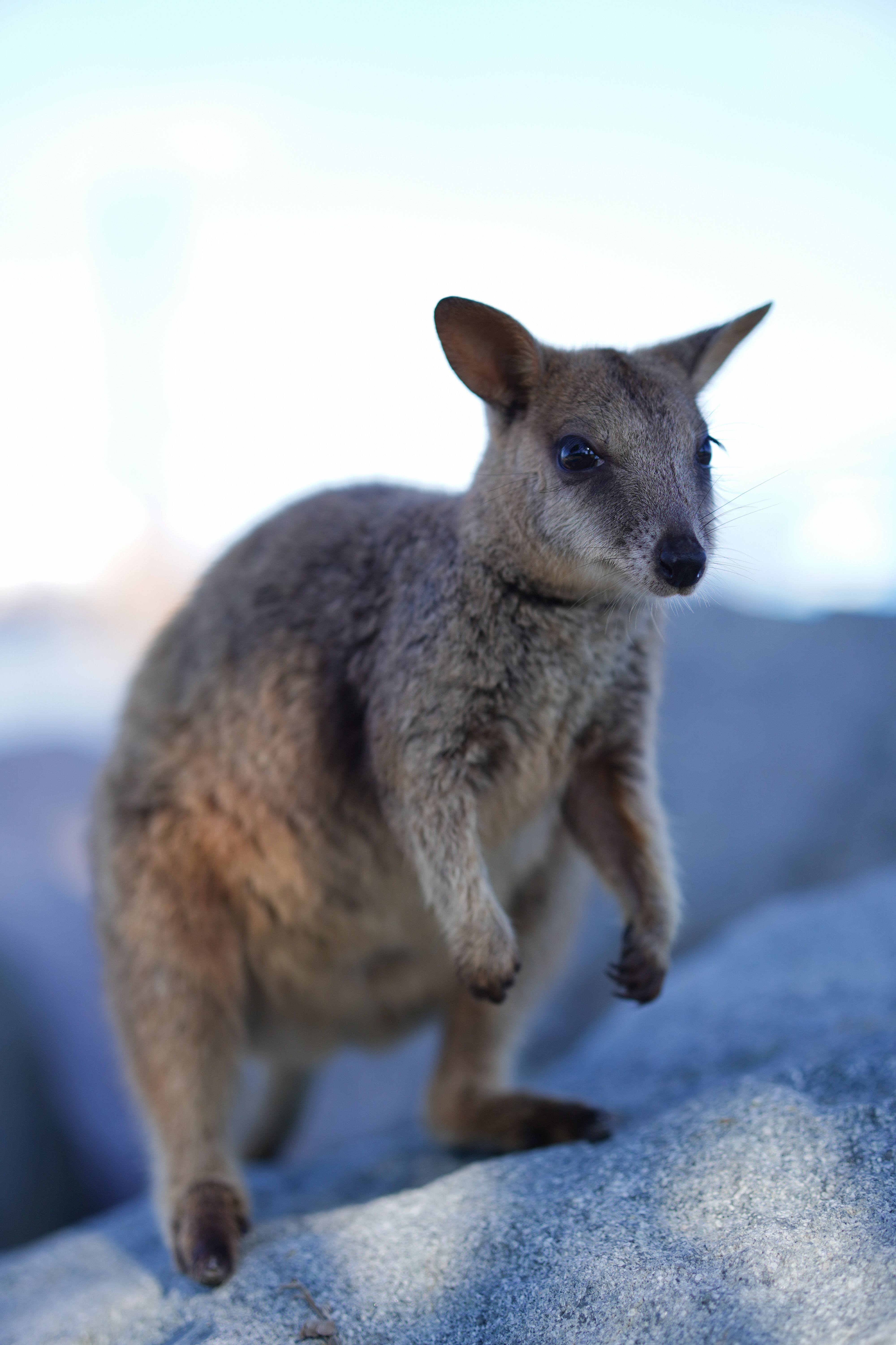 Close-Up of a Rock Wallaby in Natural Habitat · Free Stock Photo
