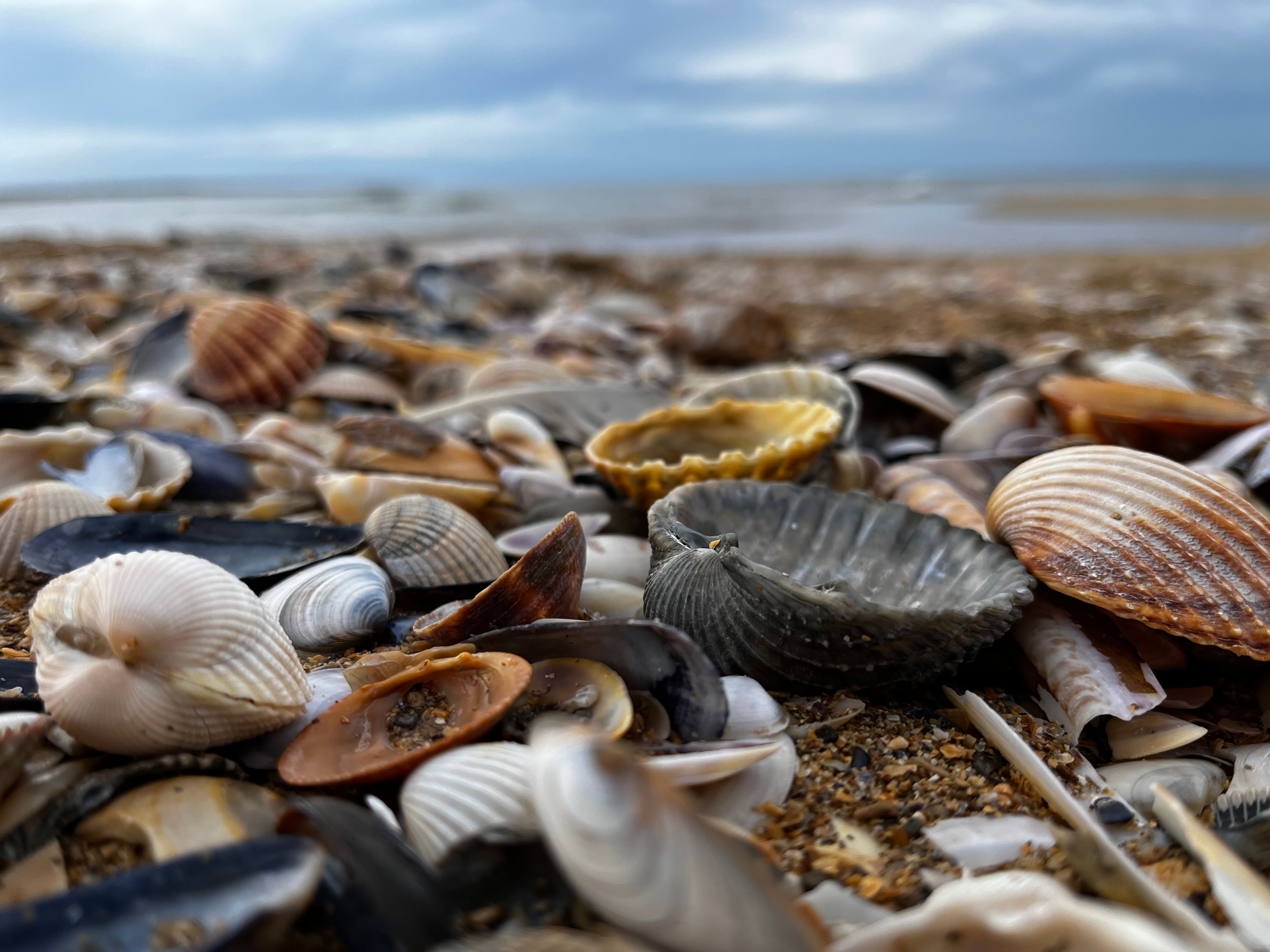 Seashells On The Beach Photos, Download The BEST Free Seashells On The ...