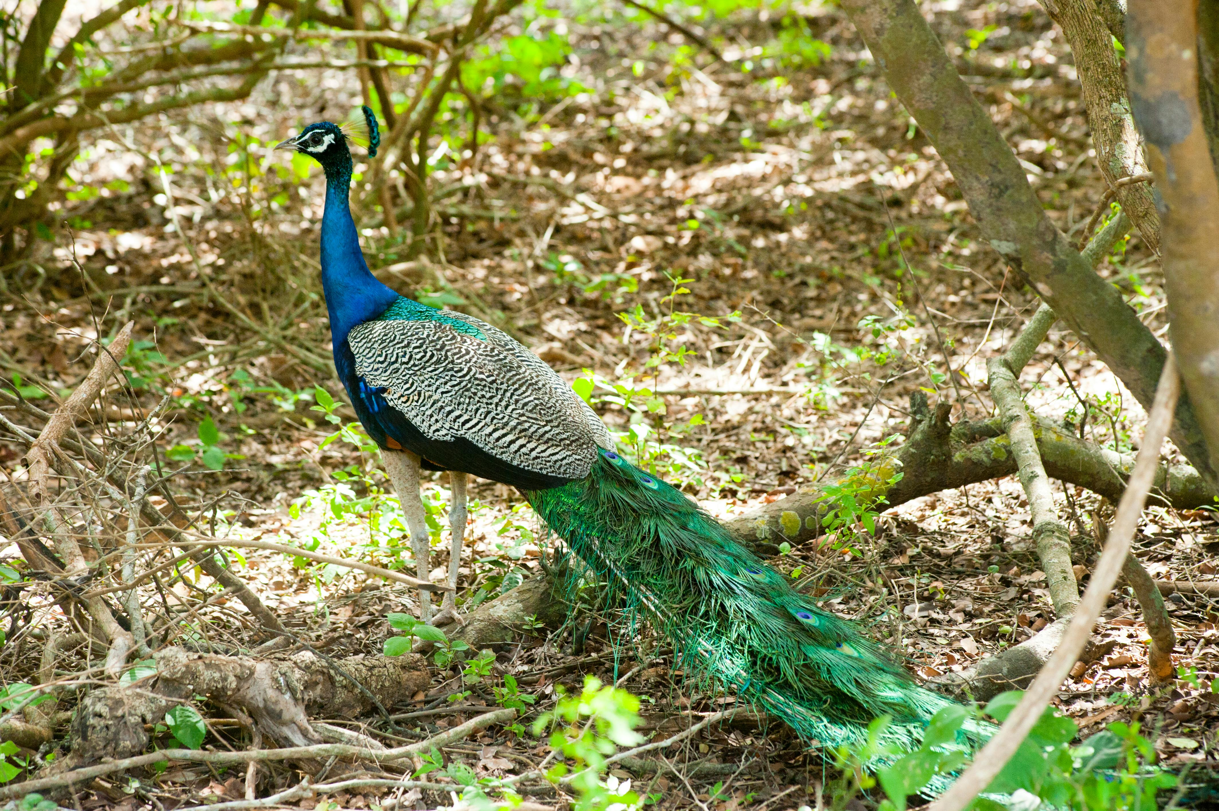Blue Peacock · Free Stock Photo