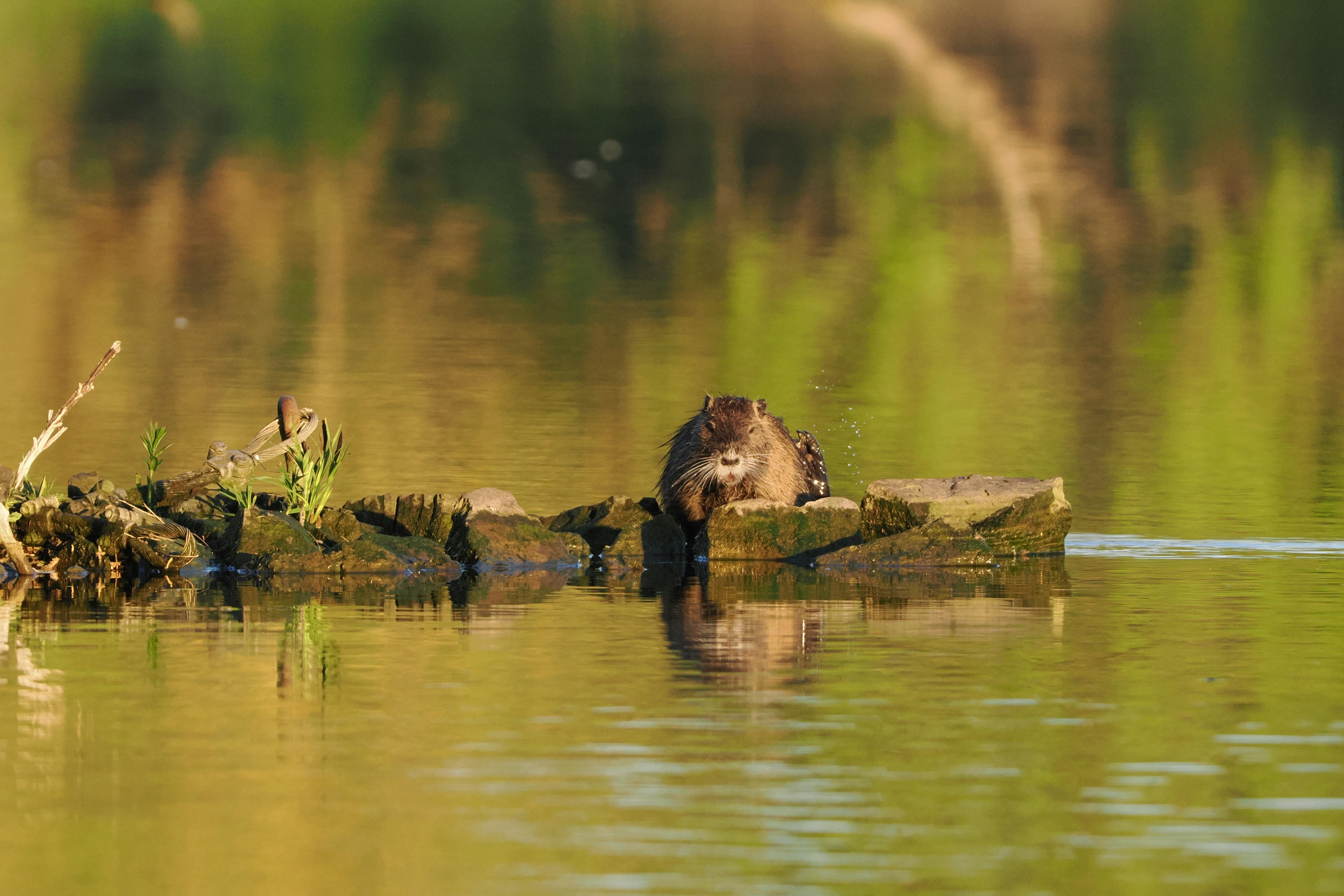 Eurasian Beaver on Rocks in Drakenburg River · Free Stock Photo