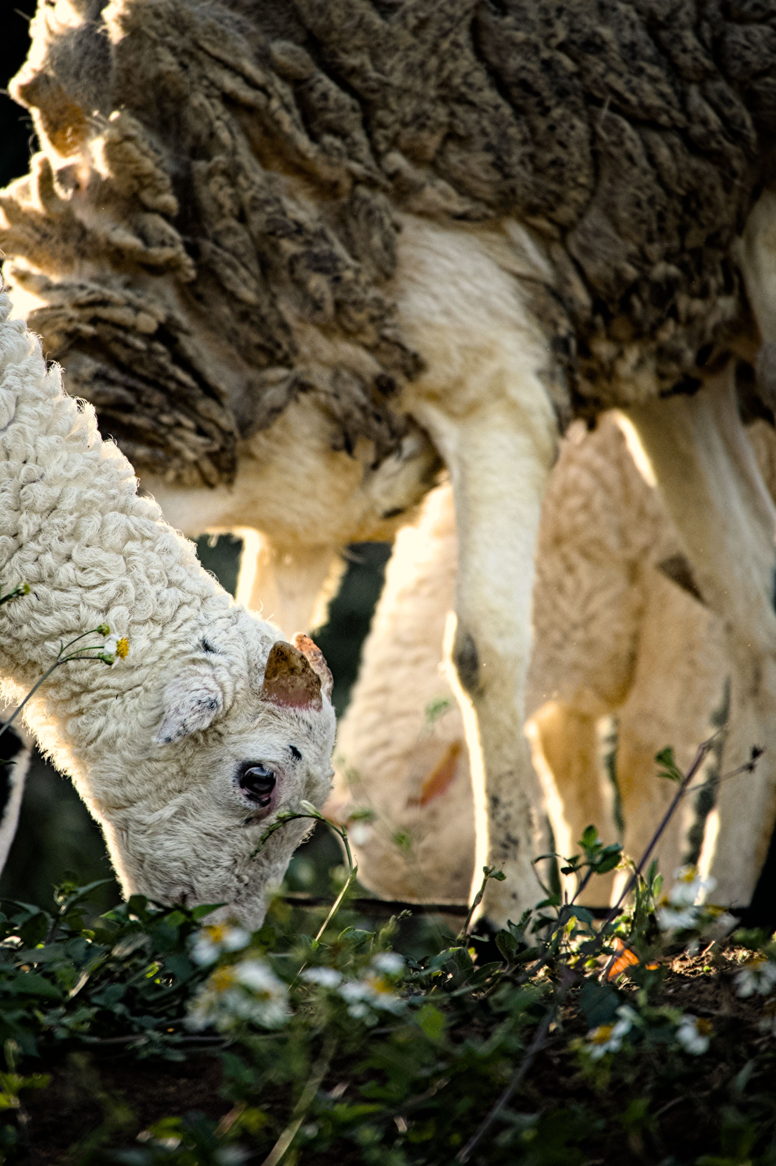 Lion And Lamb Photos, Download The BEST Free Lion And Lamb Stock Photos ...