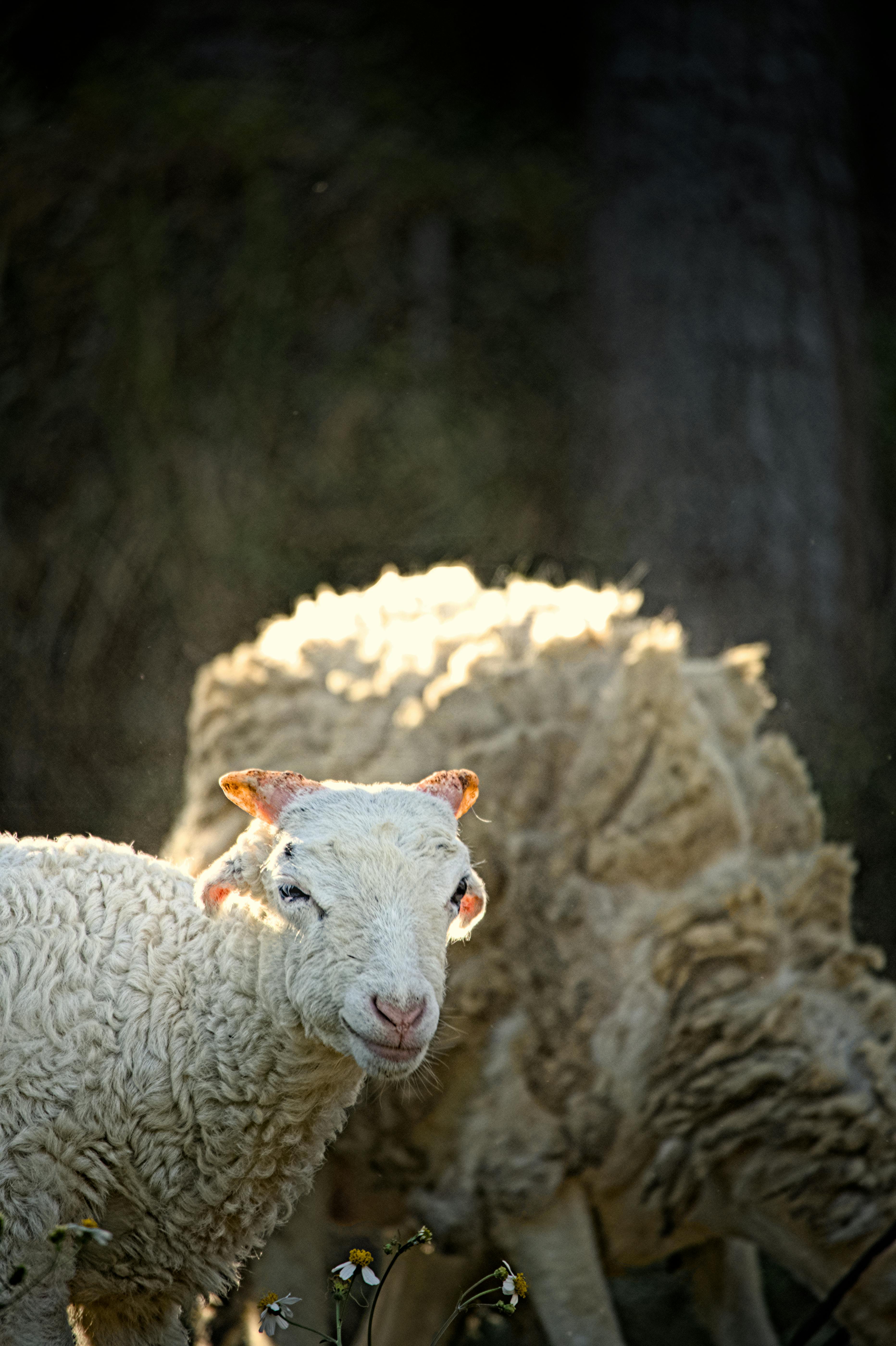 Sheep Grazing in West Java Countryside · Free Stock Photo