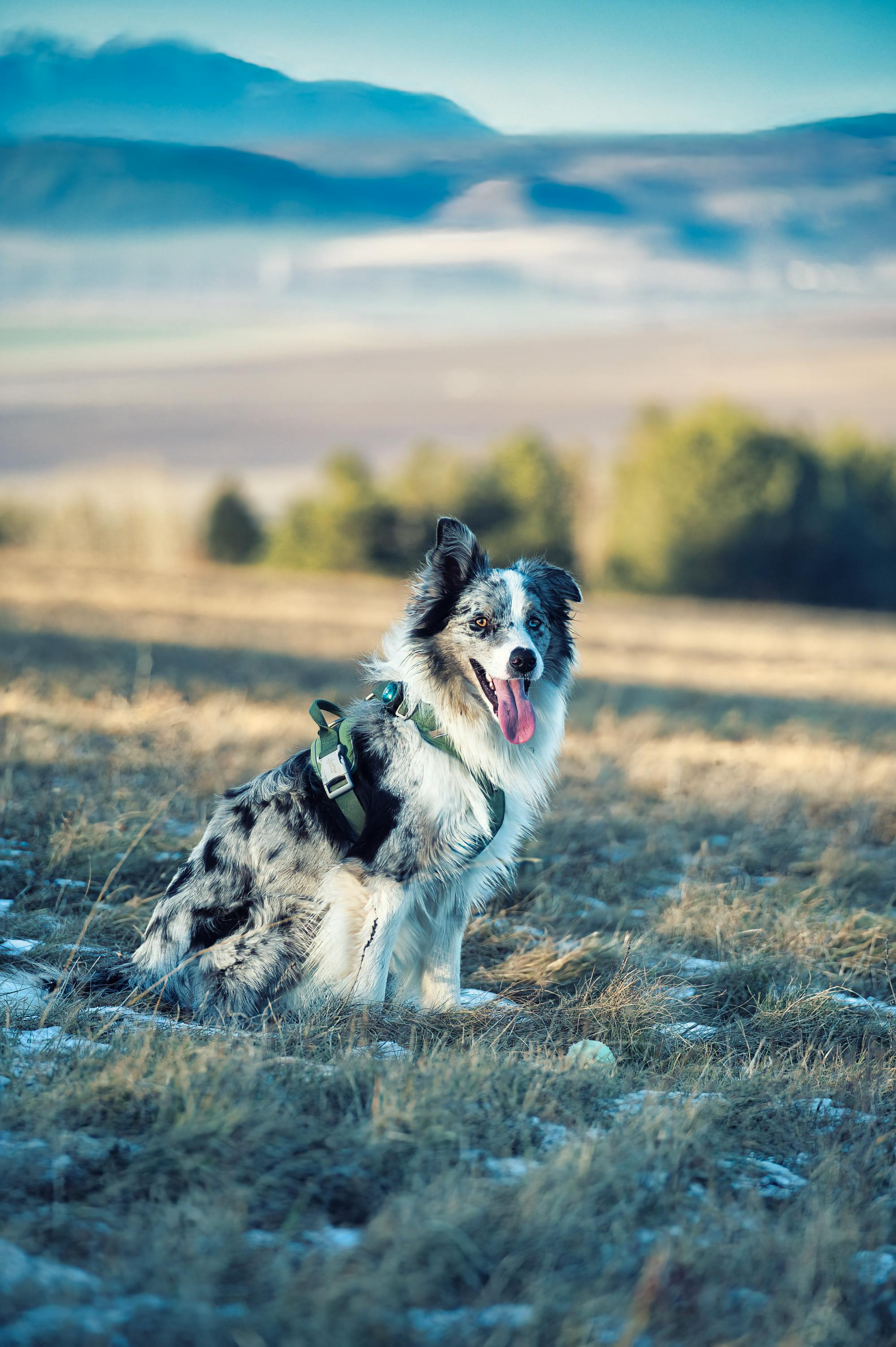 Dogs And Wildlife Photos, Download The BEST Free Dogs And Wildlife ...