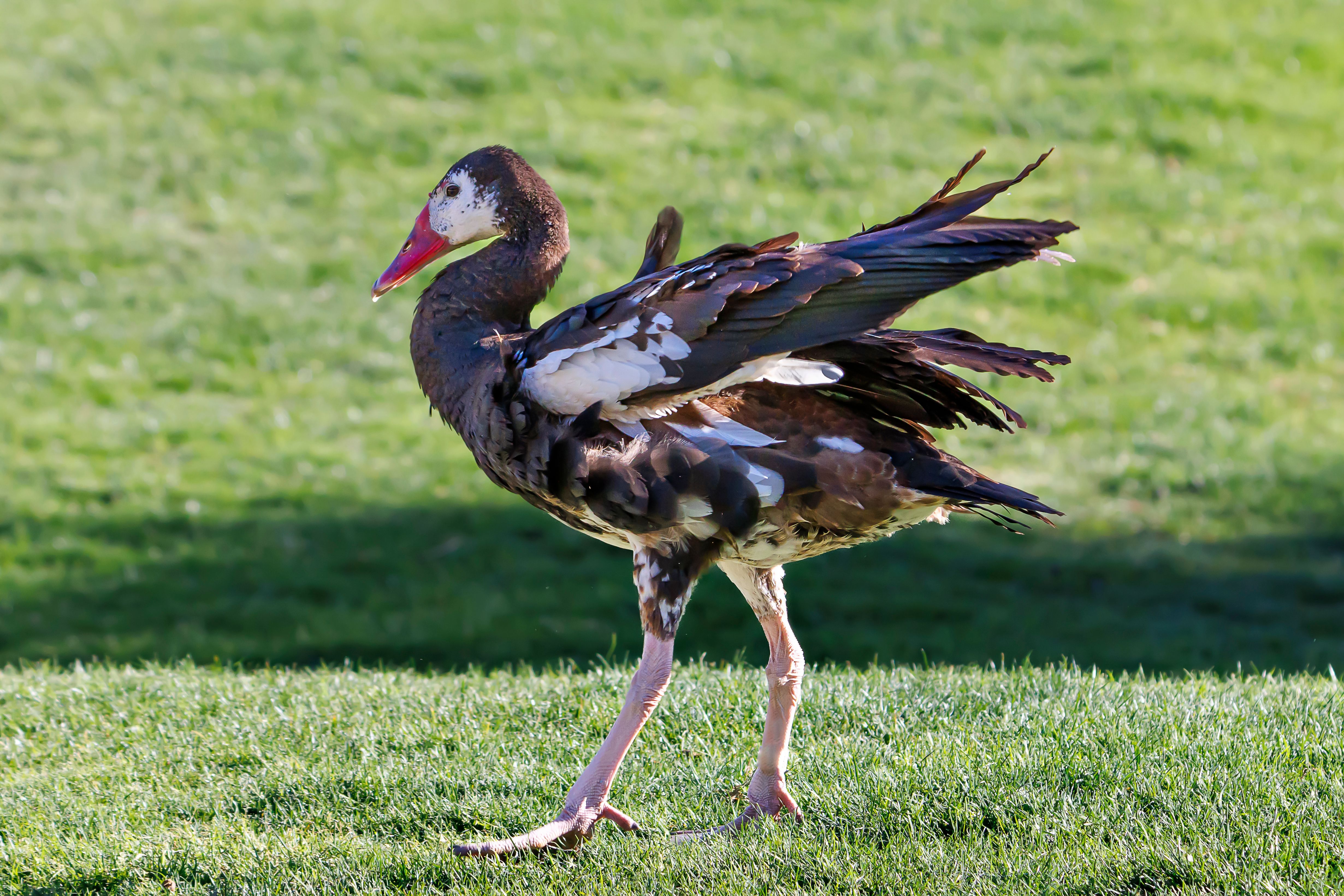 Close-up of Duck with Ruffled Feathers on Grass · Free Stock Photo