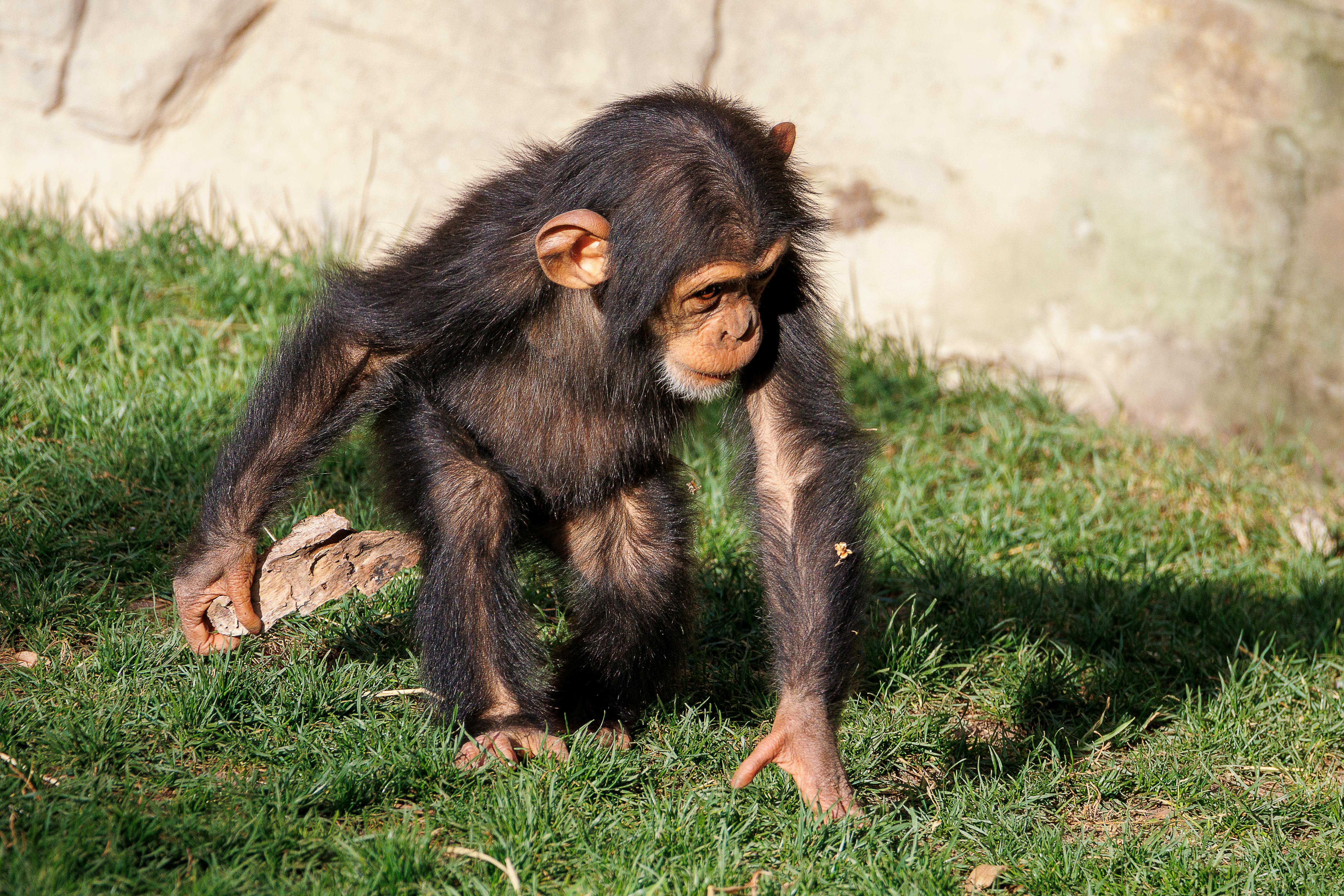 Young Chimpanzee Walking on Grass Outdoors · Free Stock Photo