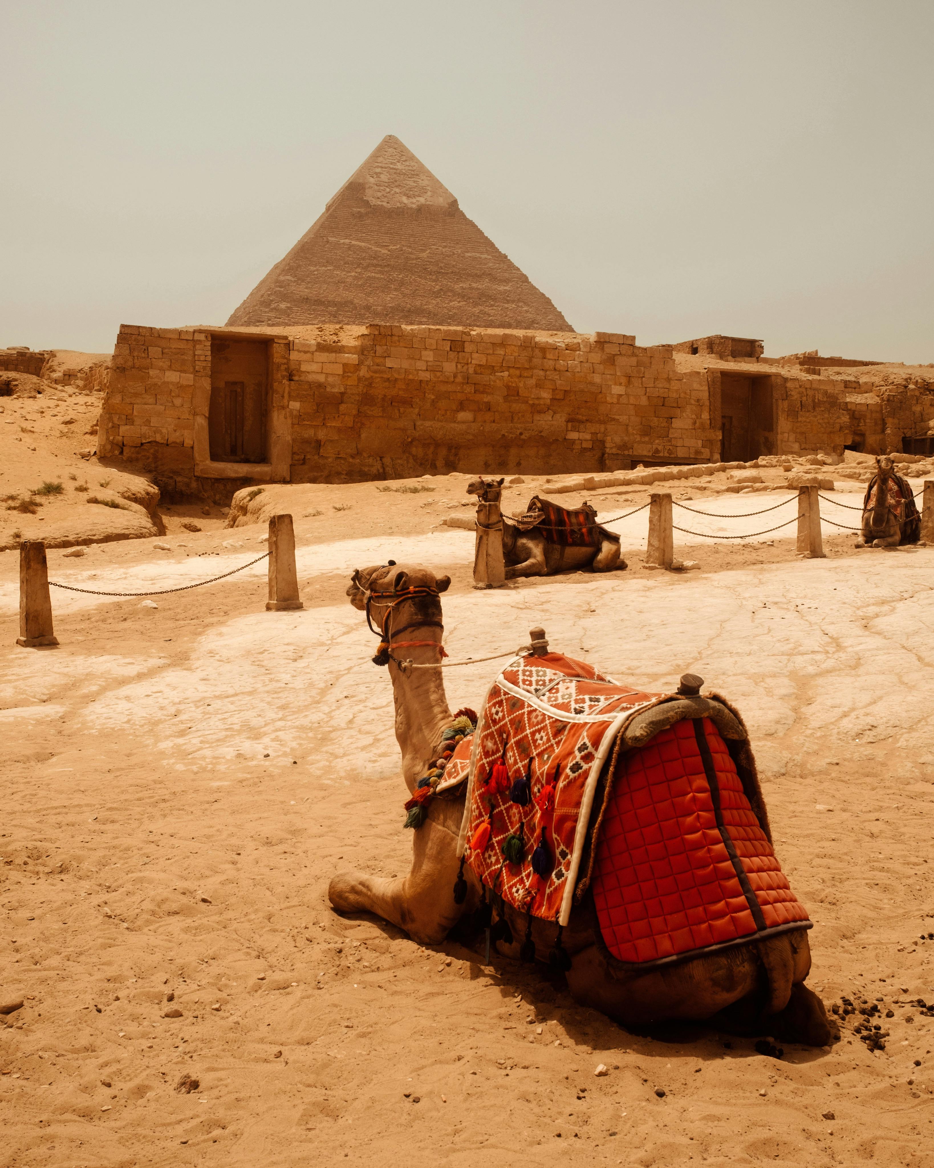 Camel Resting Near the Great Pyramid of Giza · Free Stock Photo