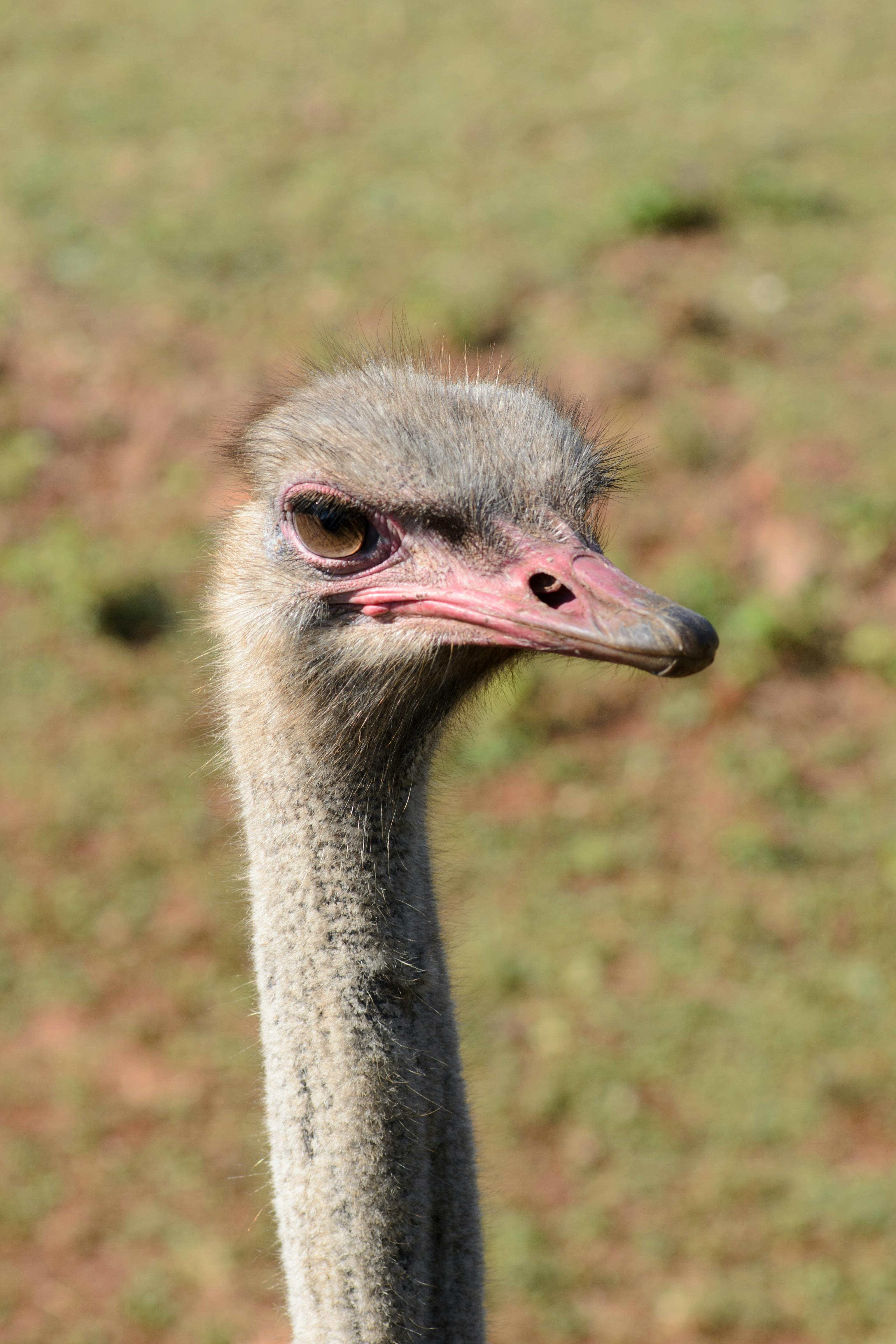 Close-up of a Wild Ostrich in Natural Habitat · Free Stock Photo