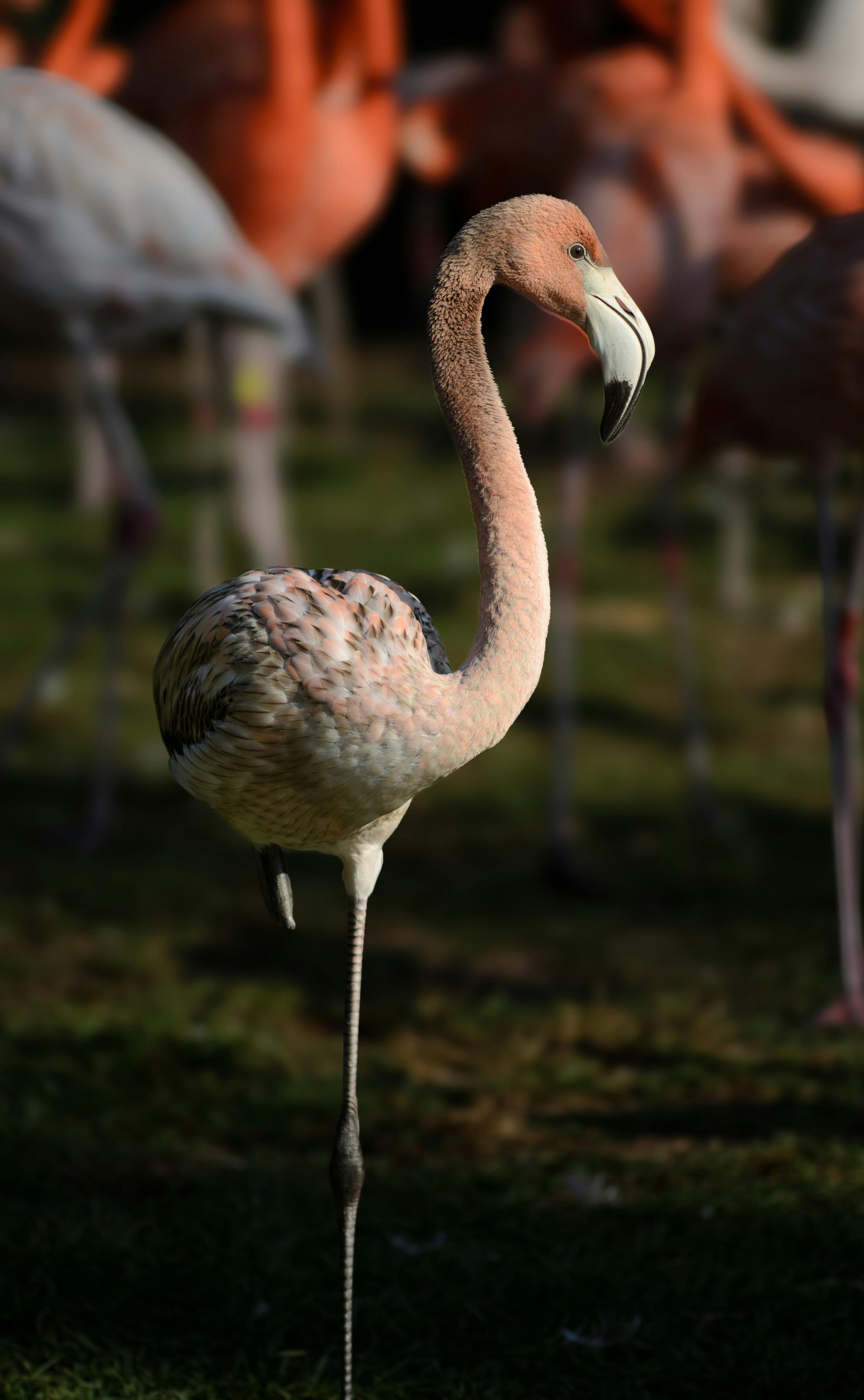 Bird Beak Photos, Download The BEST Free Bird Beak Stock Photos & HD Images