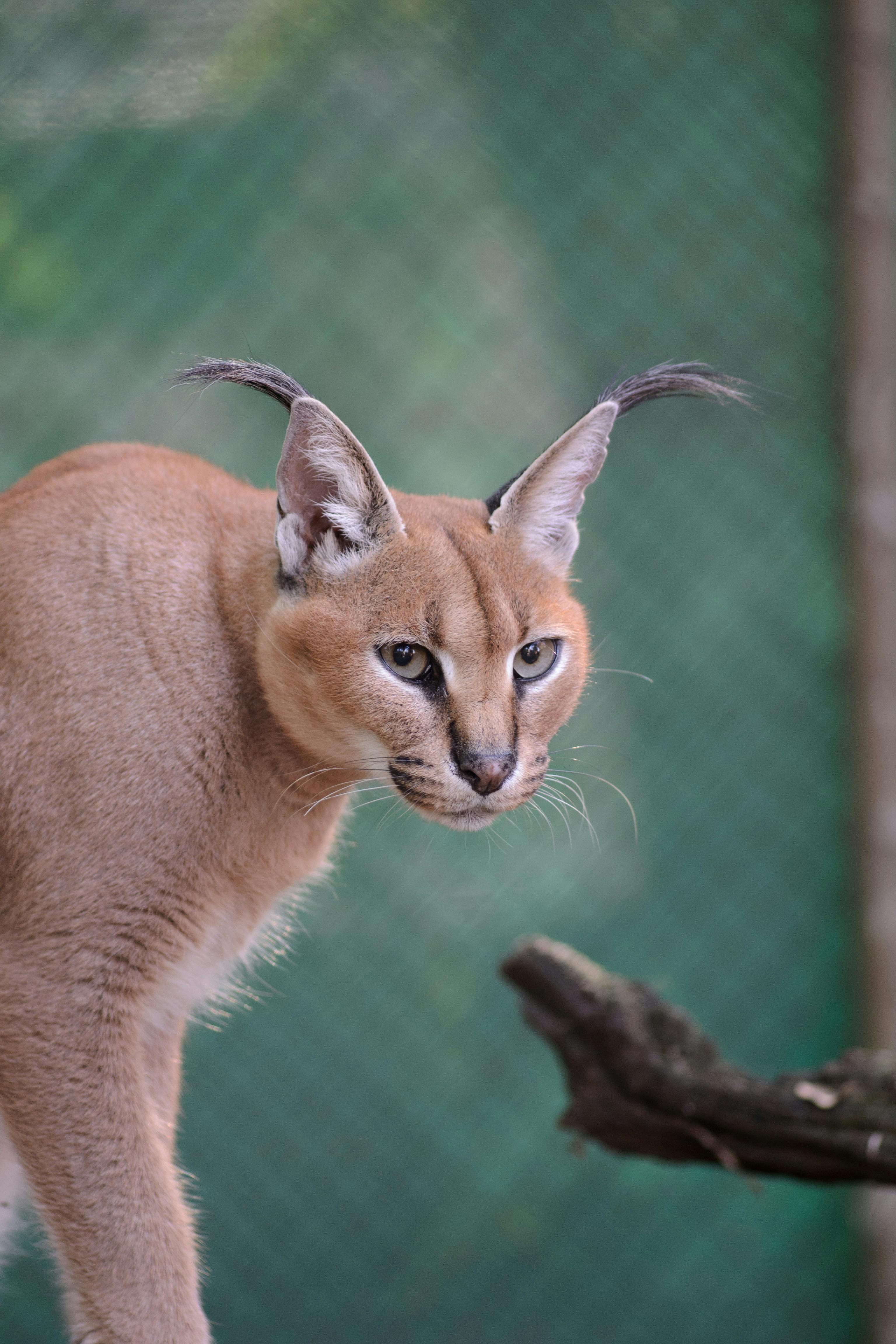 Close-up of a Caracal in Captivity · Free Stock Photo
