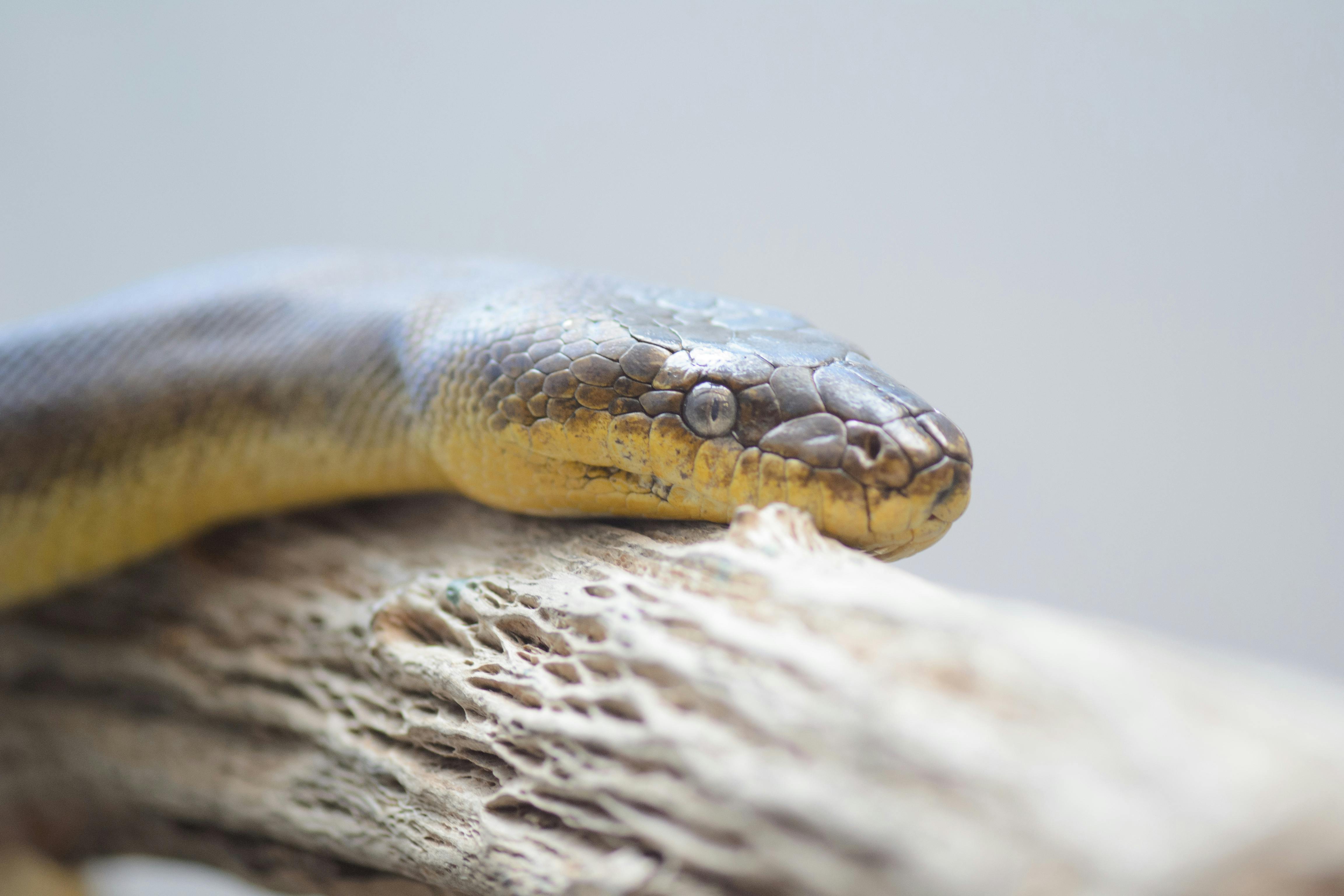 Python Snake Photos, Download The BEST Free Python Snake Stock Photos ...