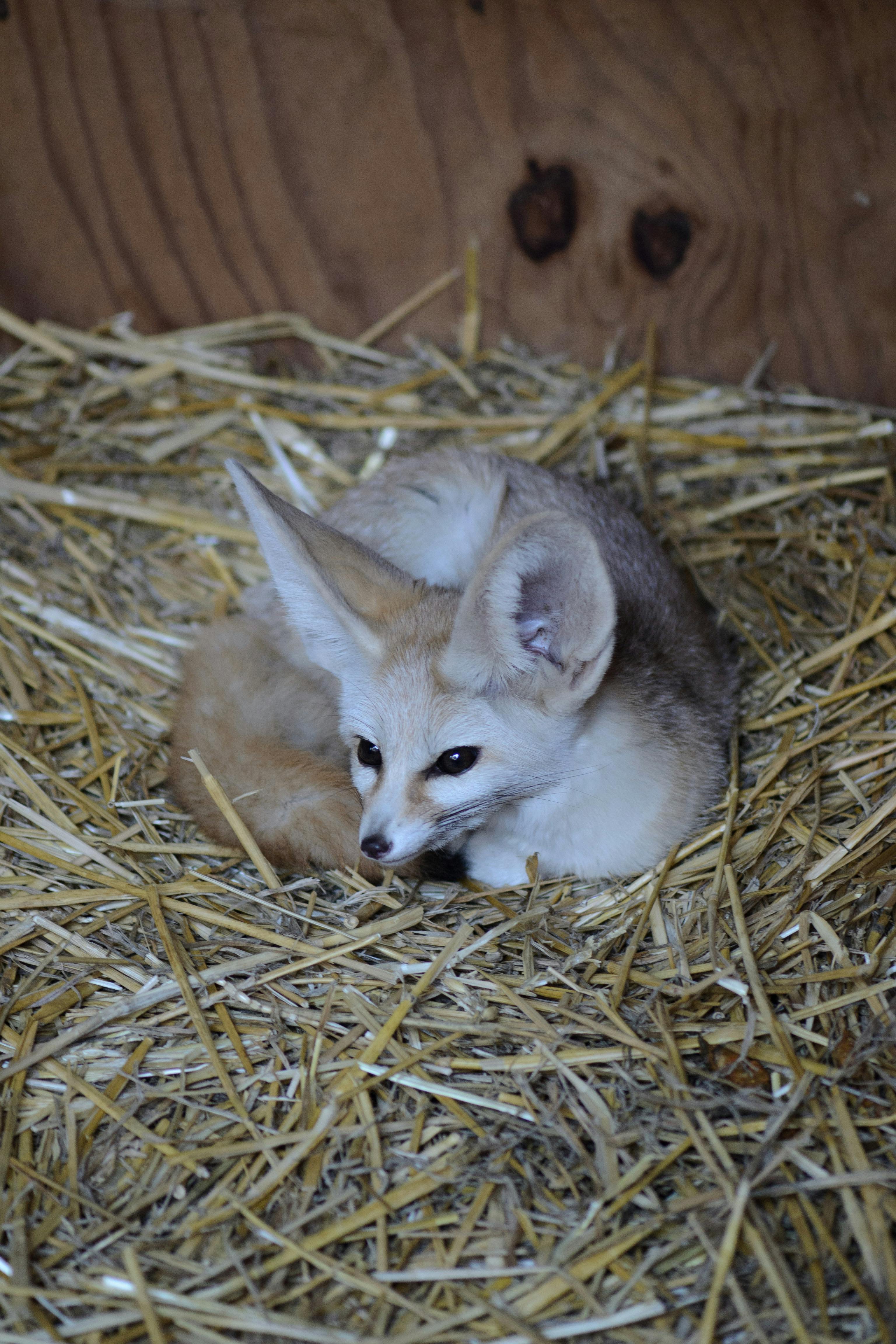 Adorable Fennec Fox Resting on Straw Bedding · Free Stock Photo