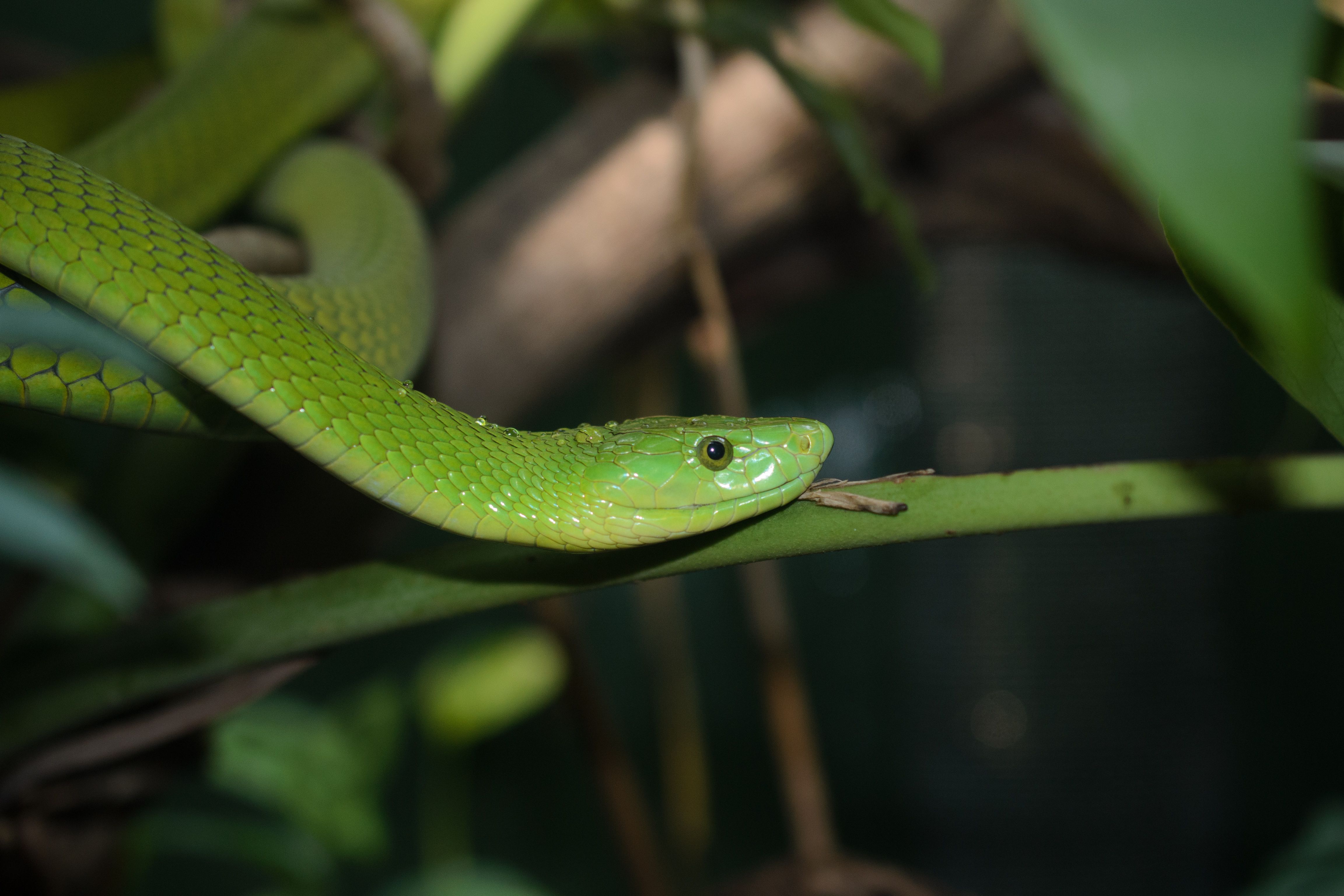 Close-up of a green snake on a branch in the wild · Free Stock Photo