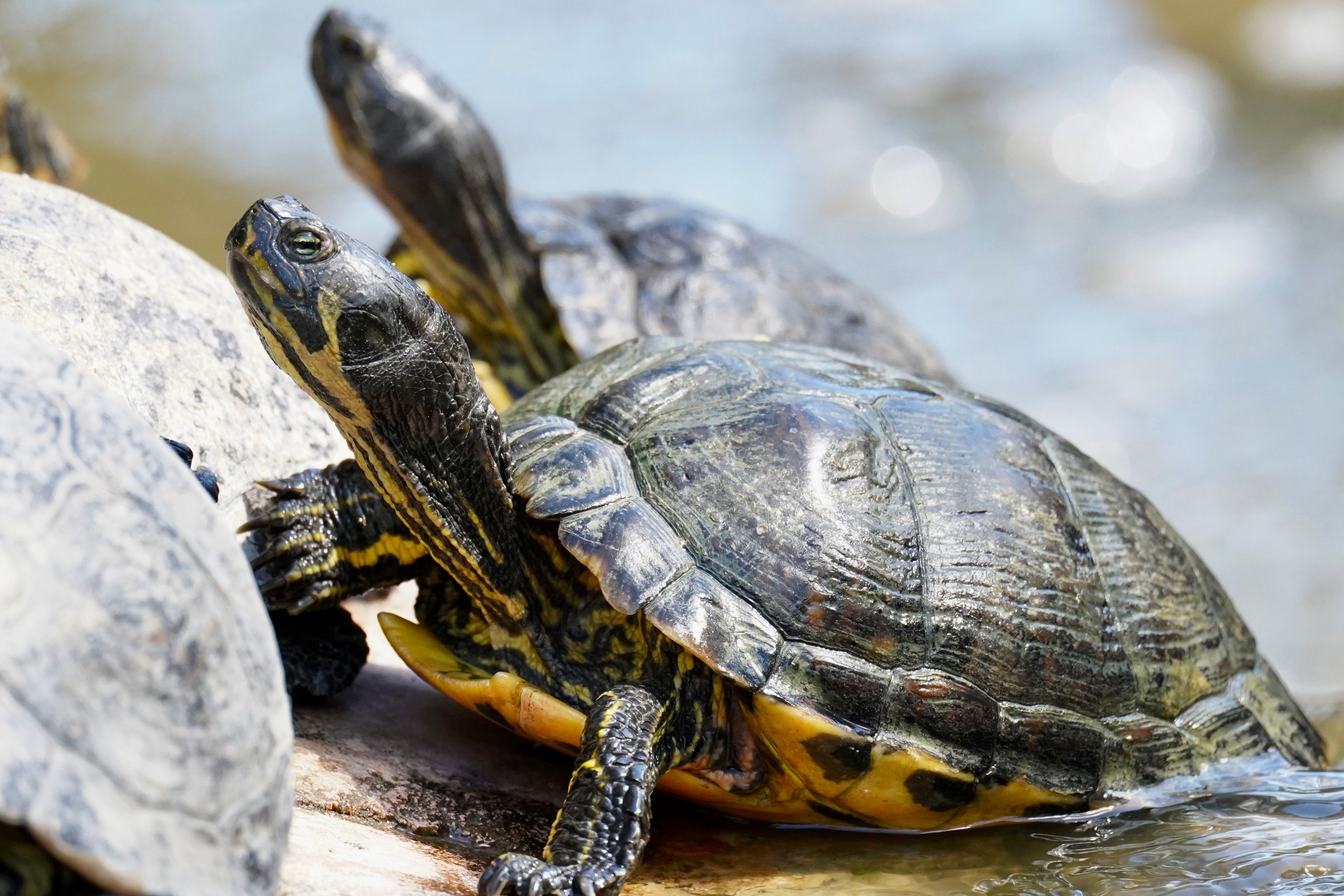 Protective Shell Photos, Download The BEST Free Protective Shell Stock ...