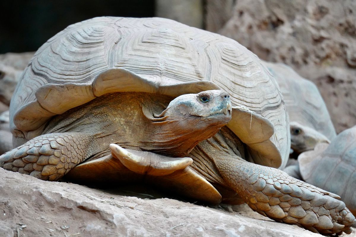 Tortoise Photos, Download The BEST Free Tortoise Stock Photos & HD Images