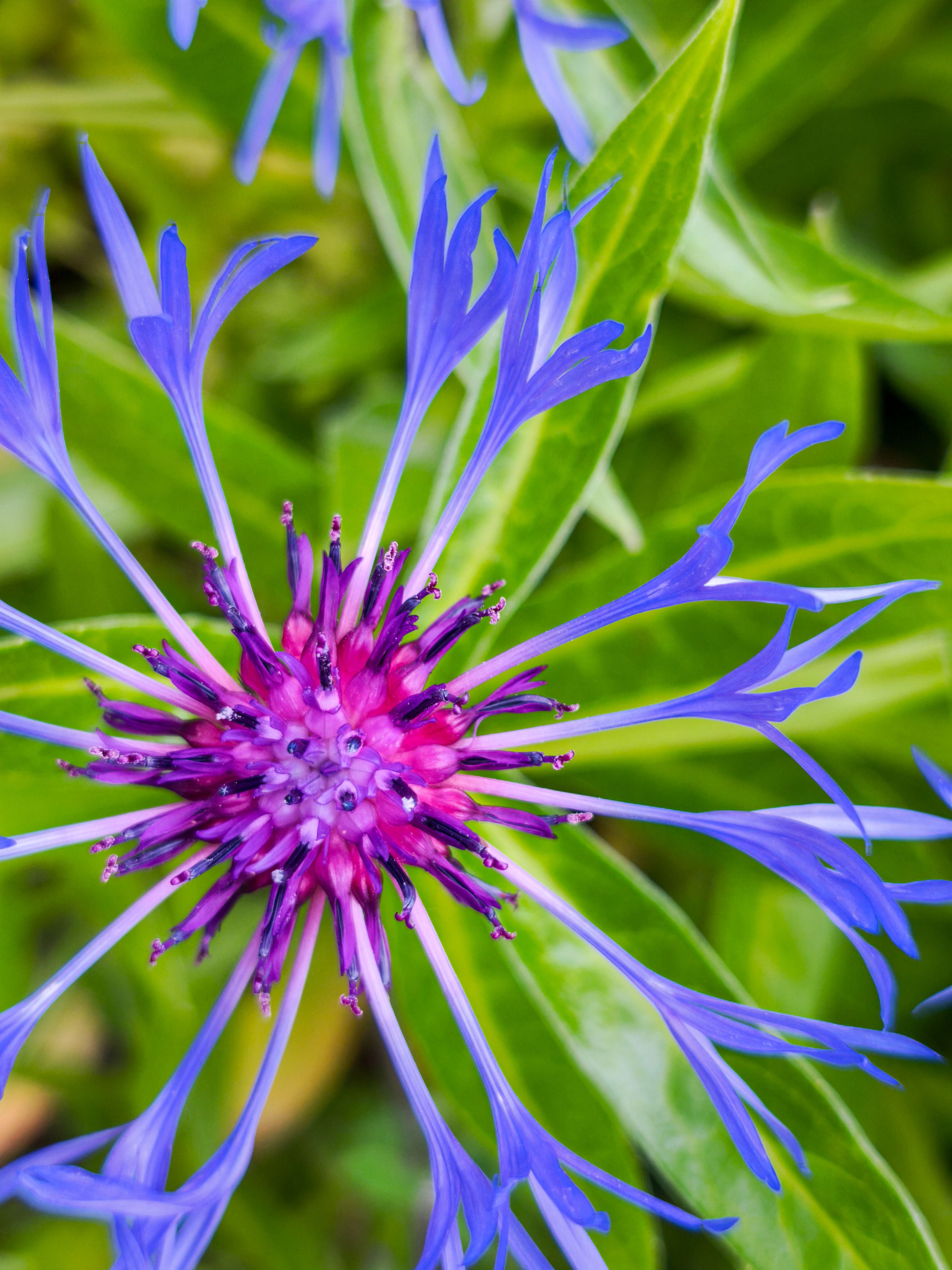 Mountain Bluet Photos, Download The BEST Free Mountain Bluet Stock ...