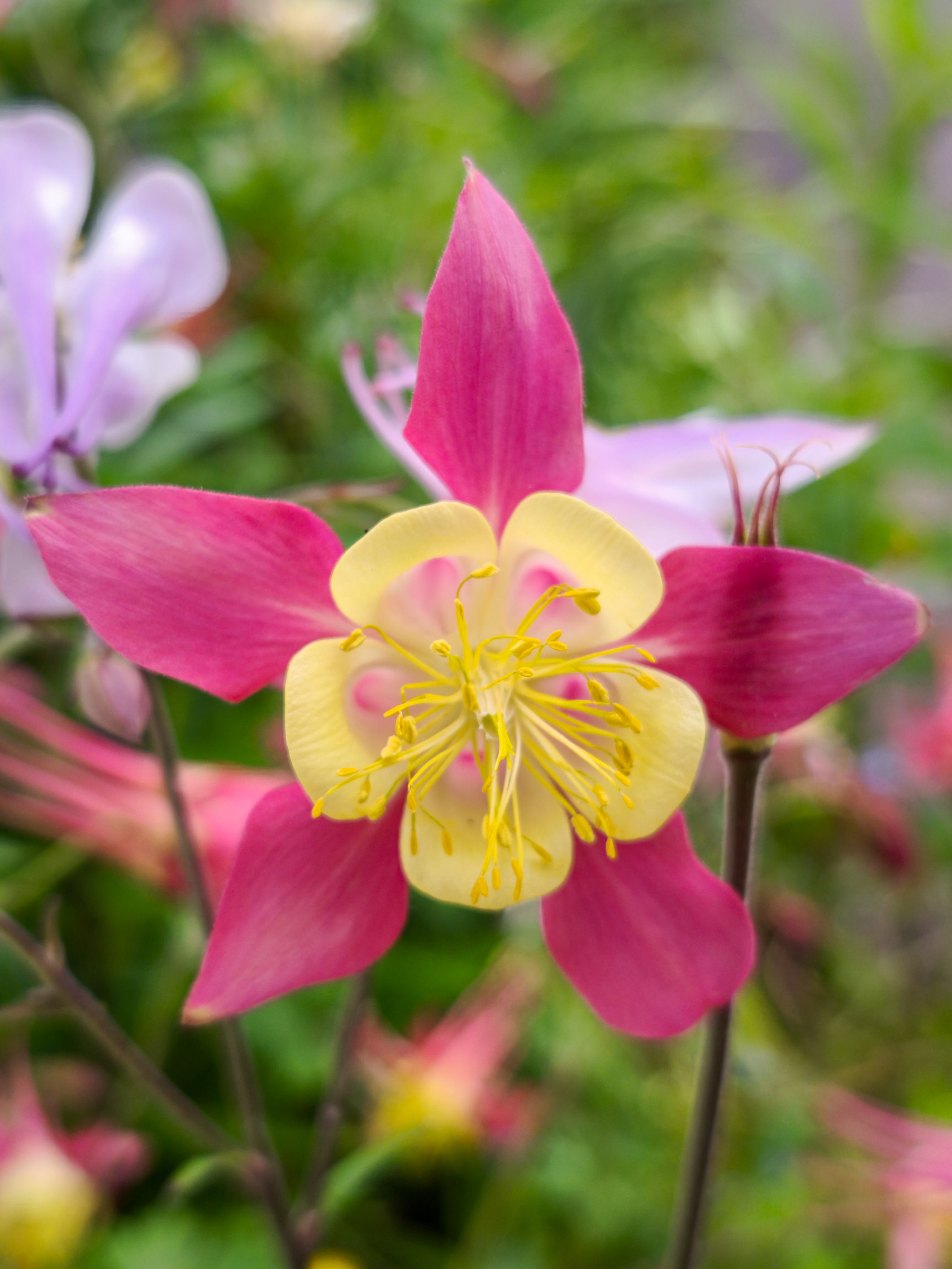 Blumen Photos, Download The BEST Free Blumen Stock Photos & HD Images