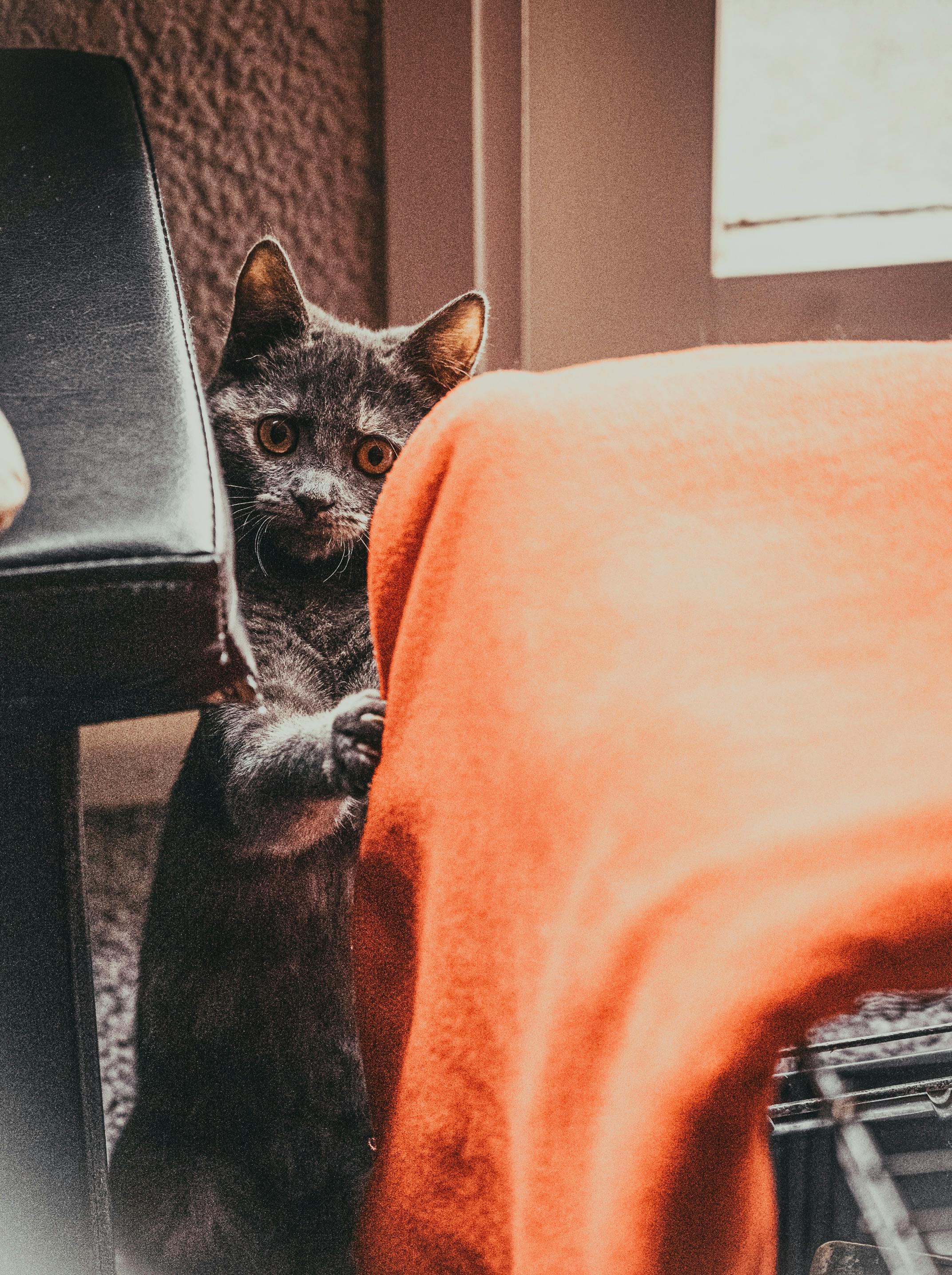 Freaky Cat Photos, Download The BEST Free Freaky Cat Stock Photos & HD ...