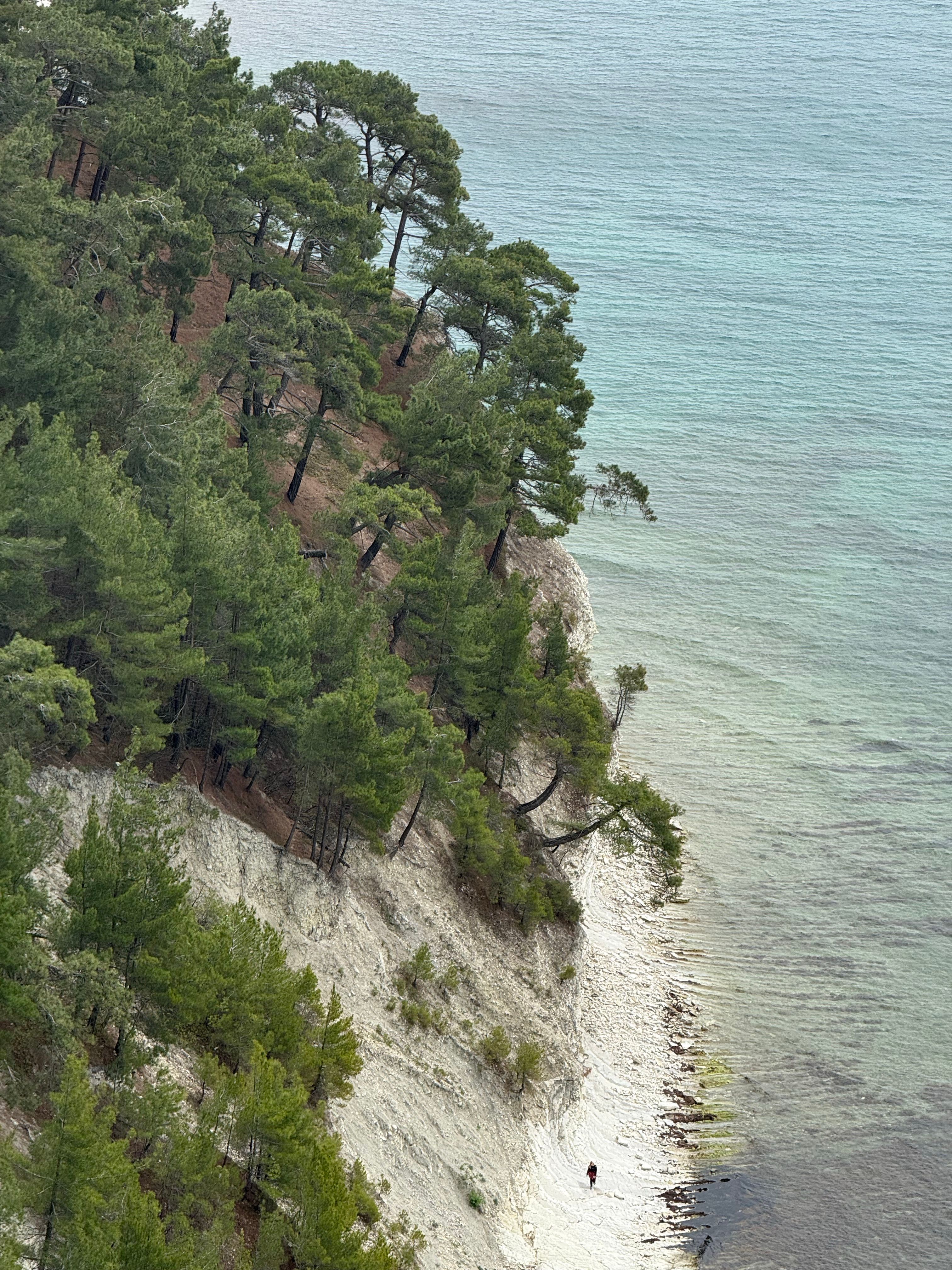 Dramatic Cliffside with Pine Trees and Ocean View · Free Stock Photo