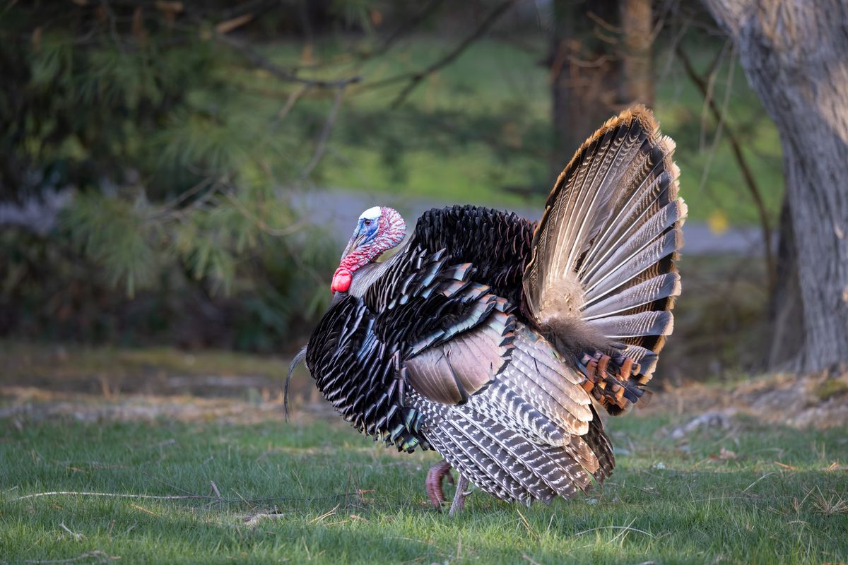 Wild Turkey Photos, Download The BEST Free Wild Turkey Stock Photos ...