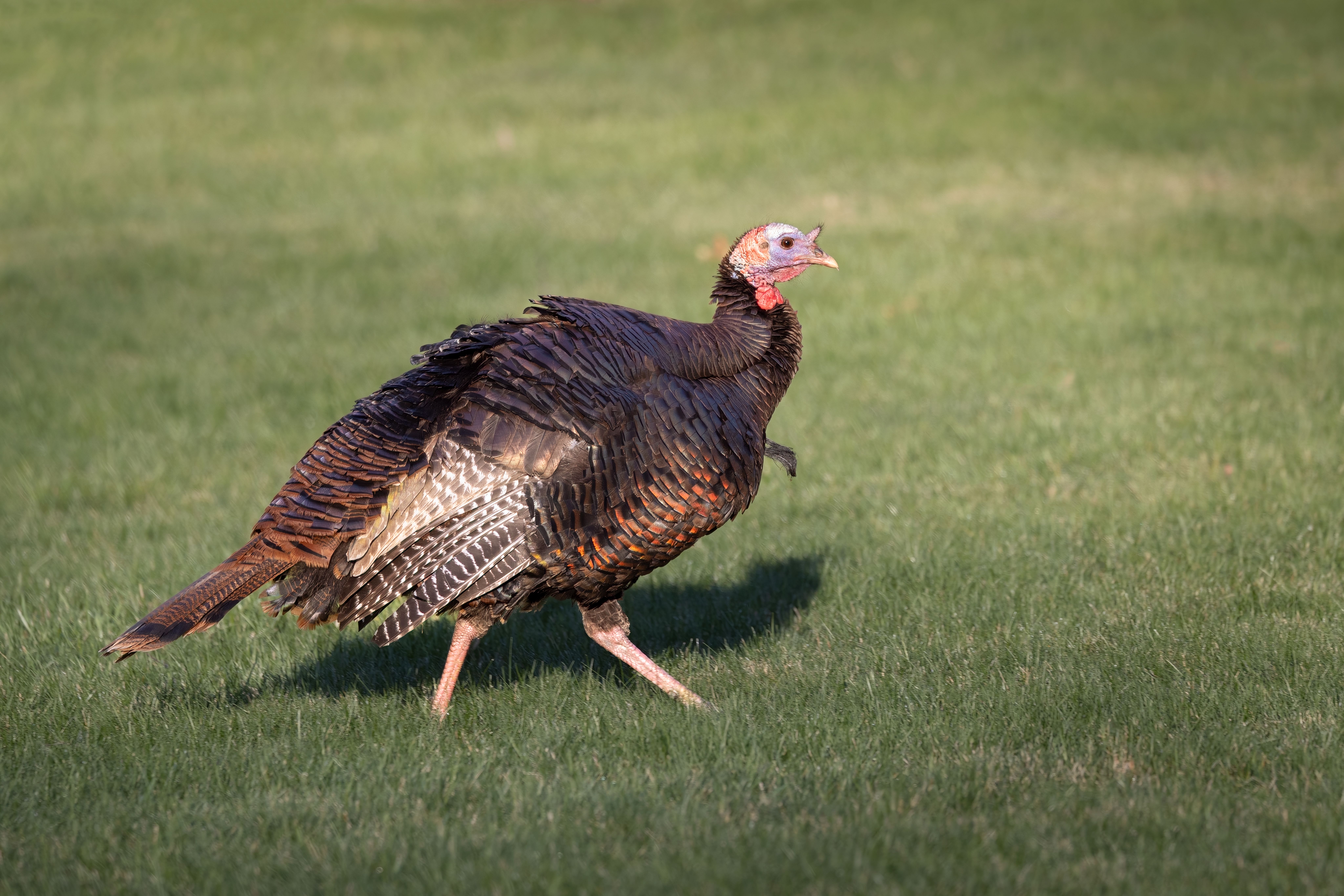 Wild Turkey Walking on Grass in Southborough · Free Stock Photo