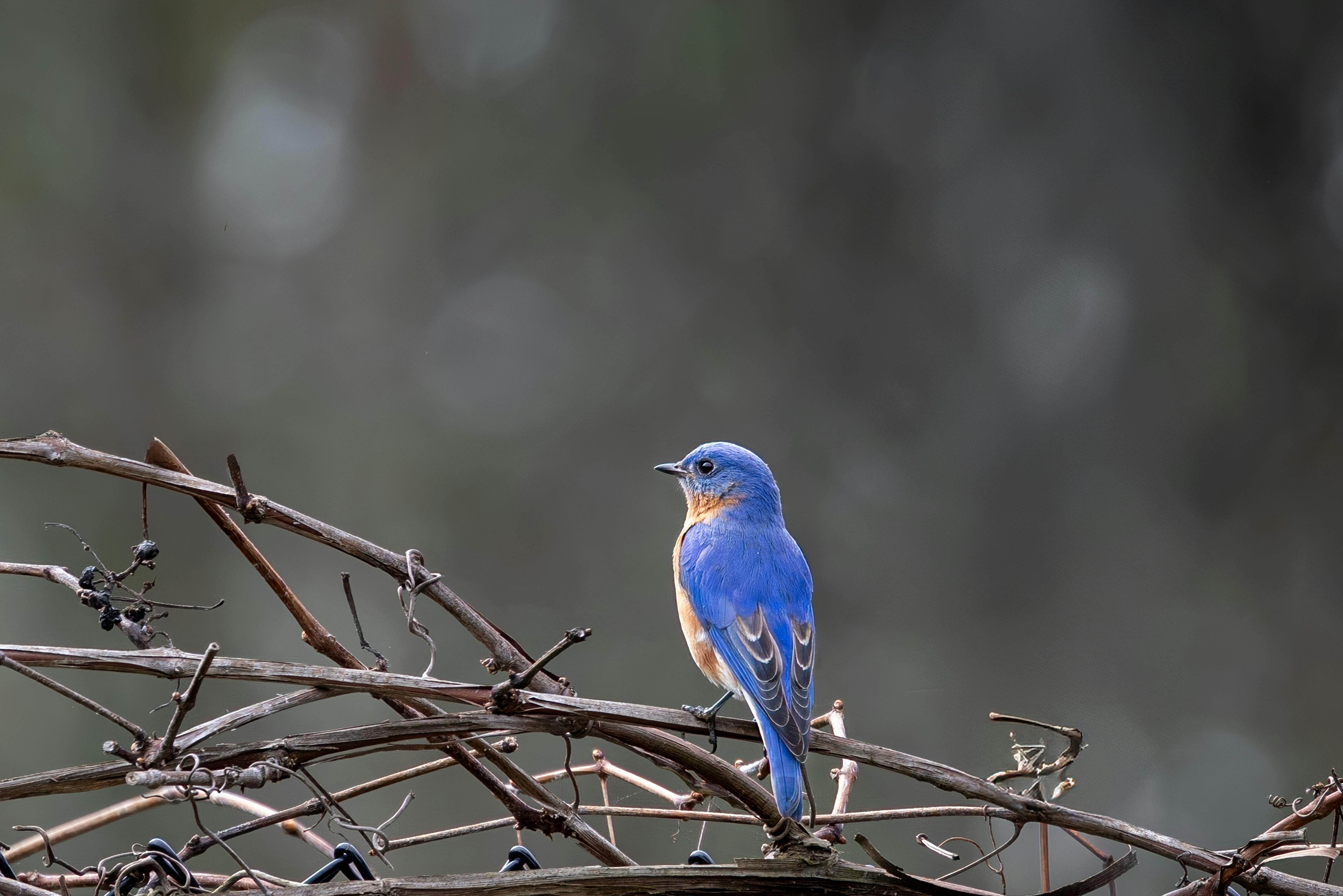 Eastern Bluebird Perched on Branch in Massachusetts · Free Stock Photo