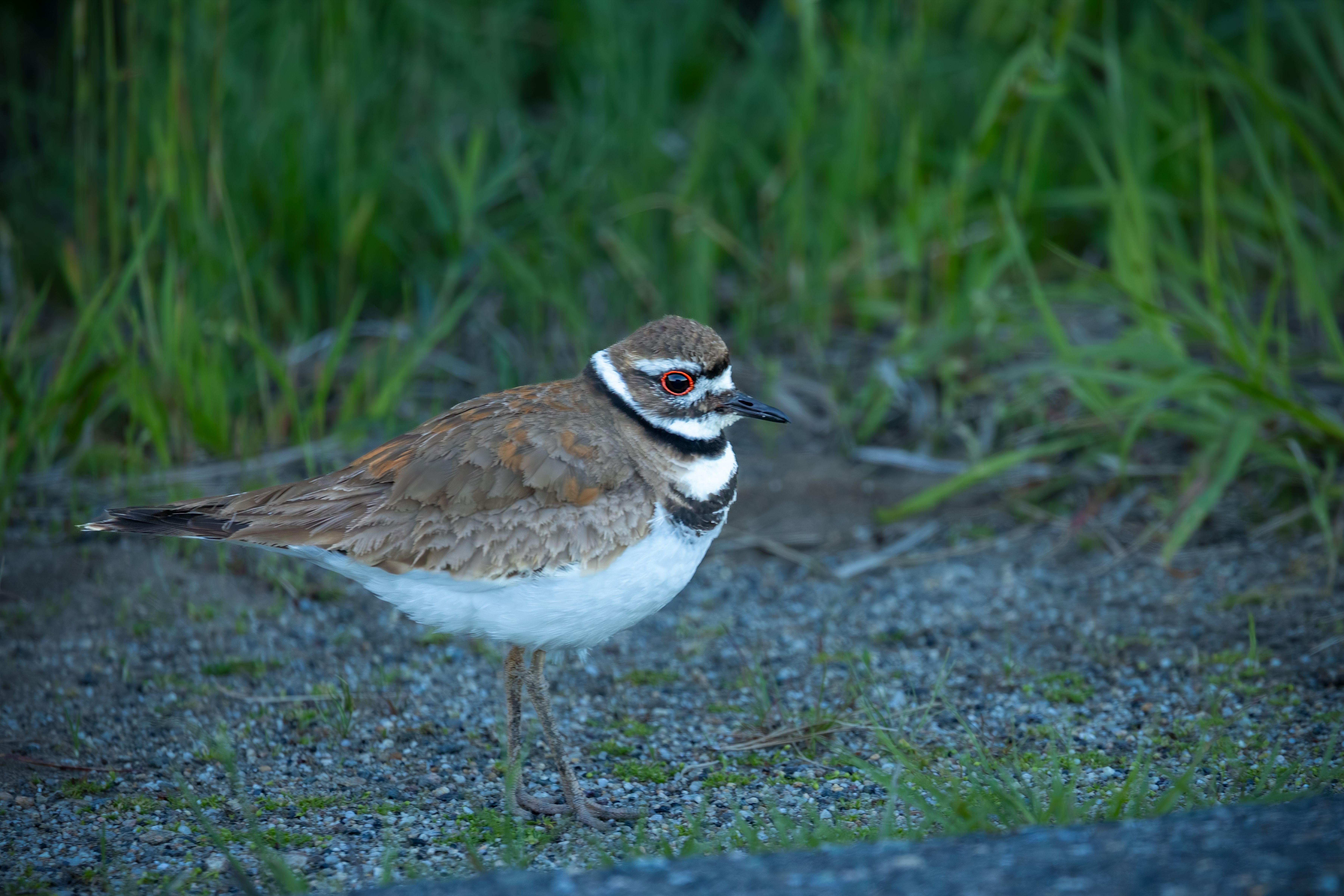 Killdeer Bird in Natural Habitat of Massachusetts · Free Stock Photo