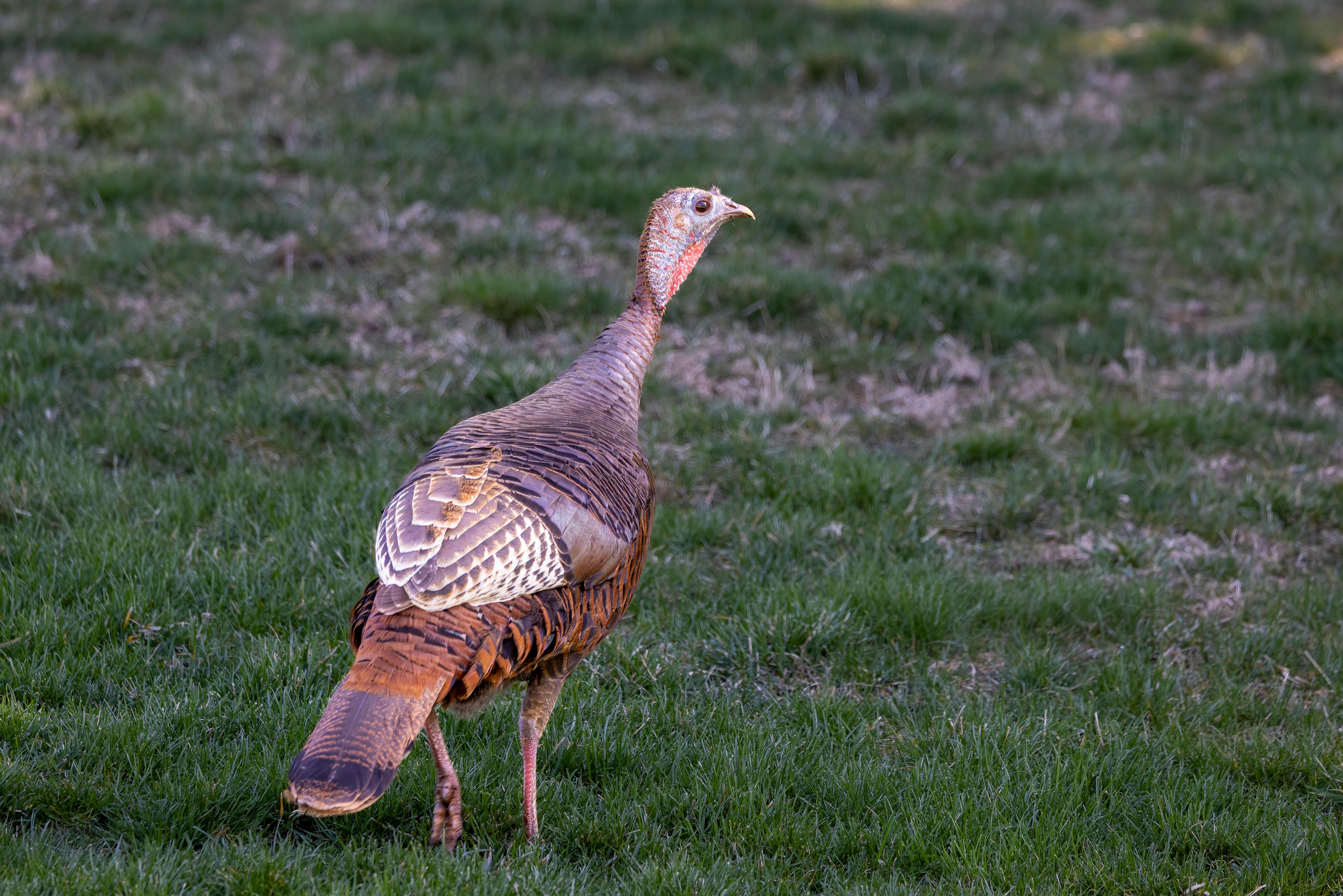 Wallpaper Fall Animals Photos, Download The BEST Free Wallpaper Fall ...