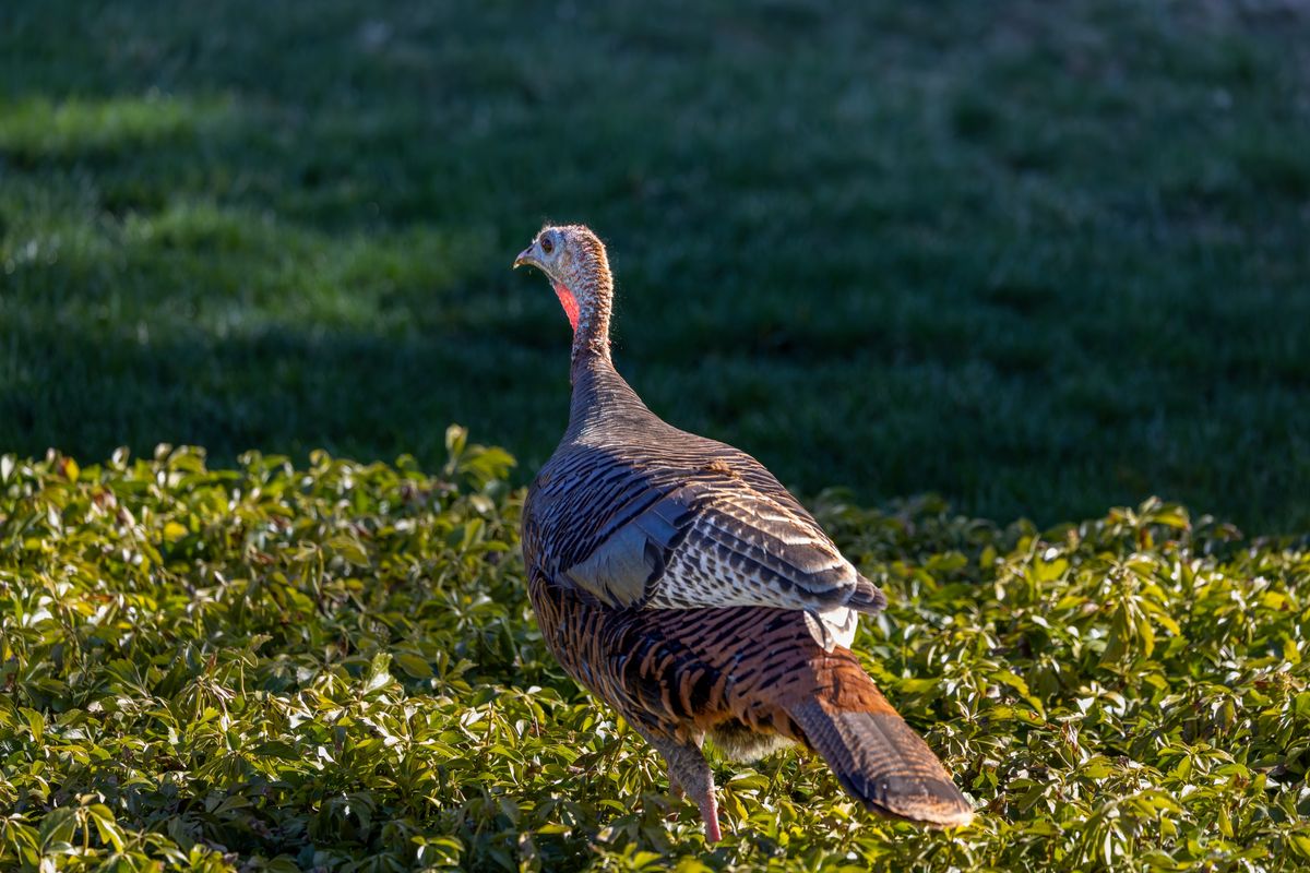 Wild Turkey Photos, Download The BEST Free Wild Turkey Stock Photos ...