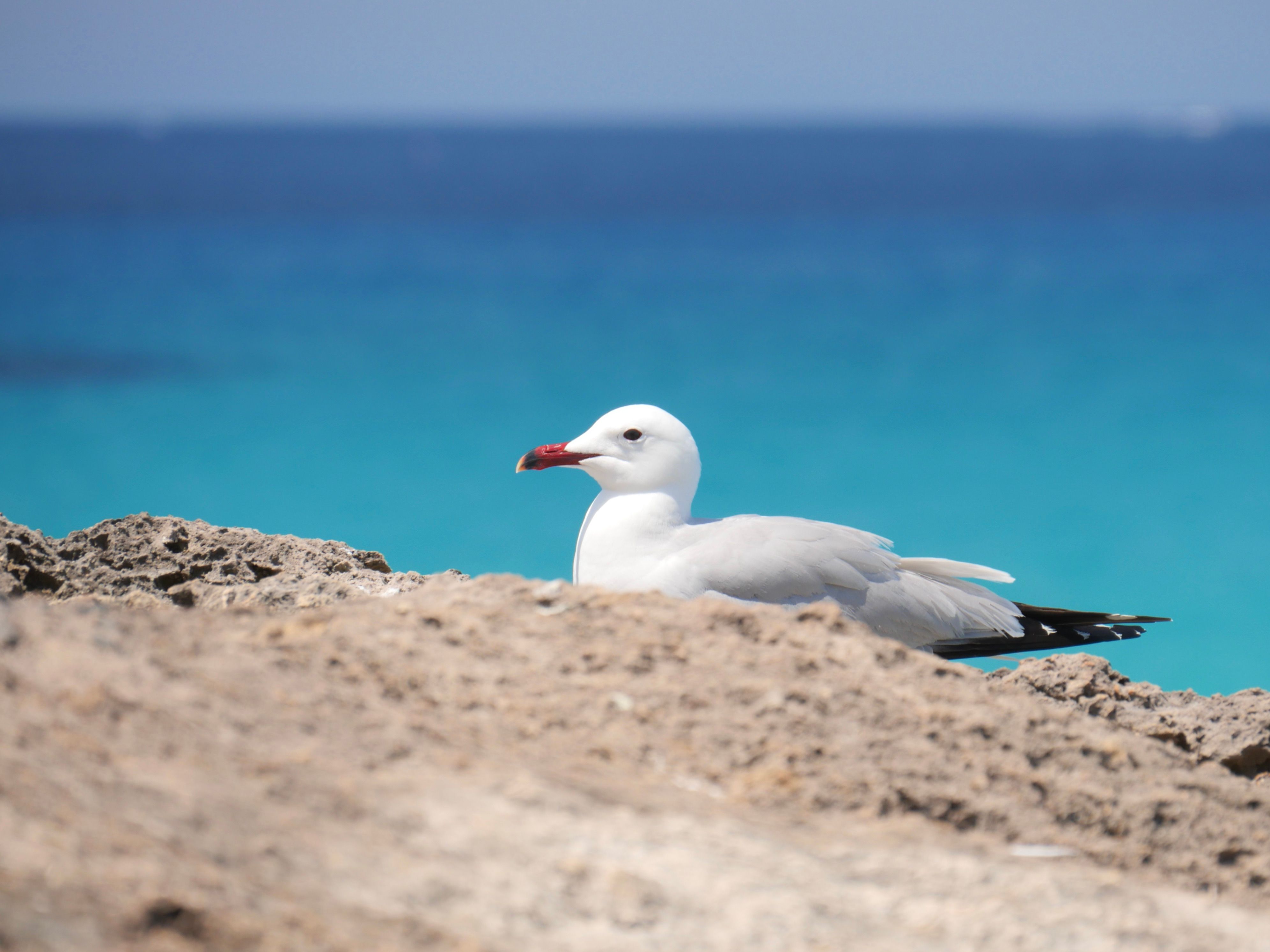Seagull Resting on Rocks by Turquoise Mediterranean Sea · Free Stock Photo