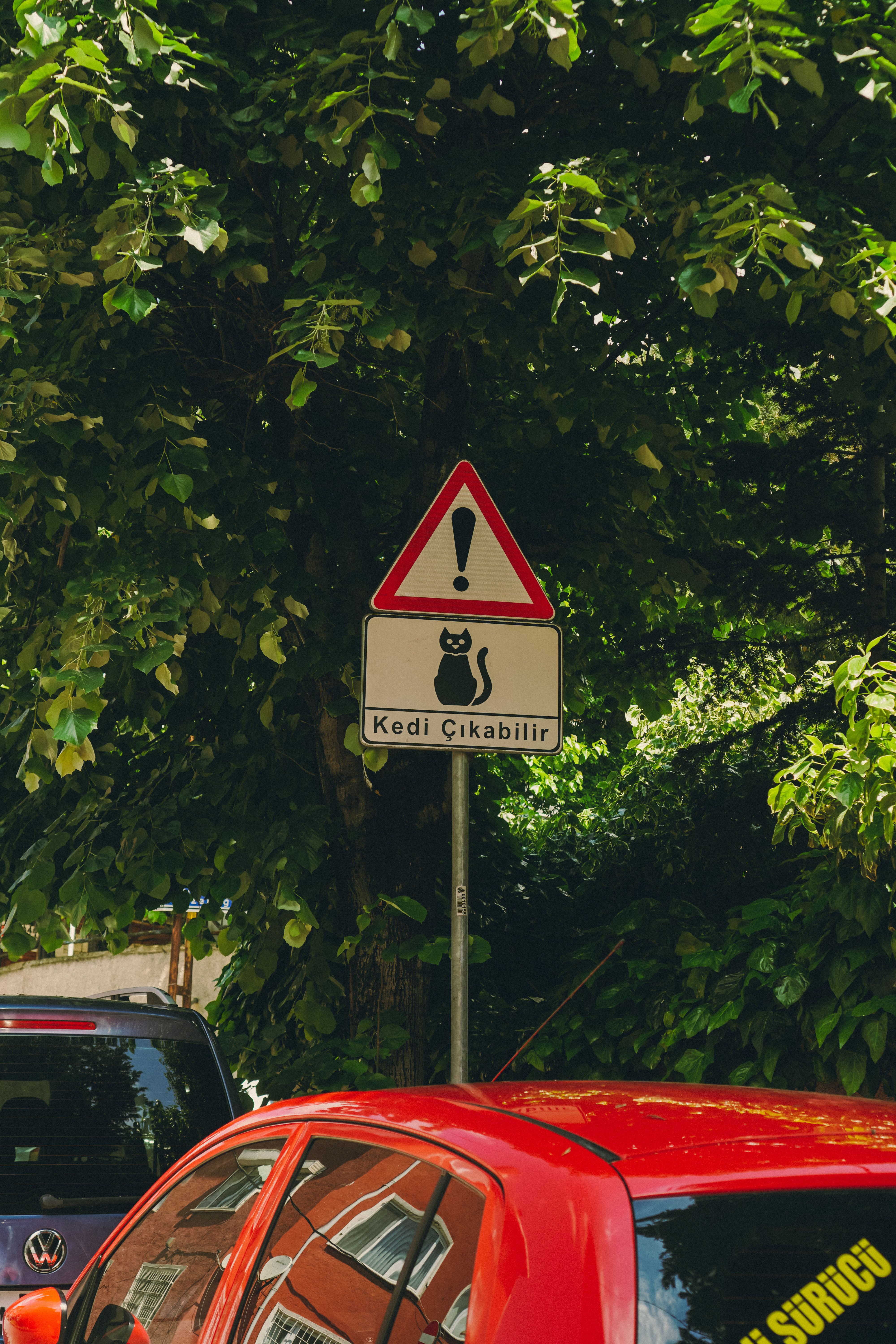Warning Sign with Cat Illustration on Urban Street · Free Stock Photo