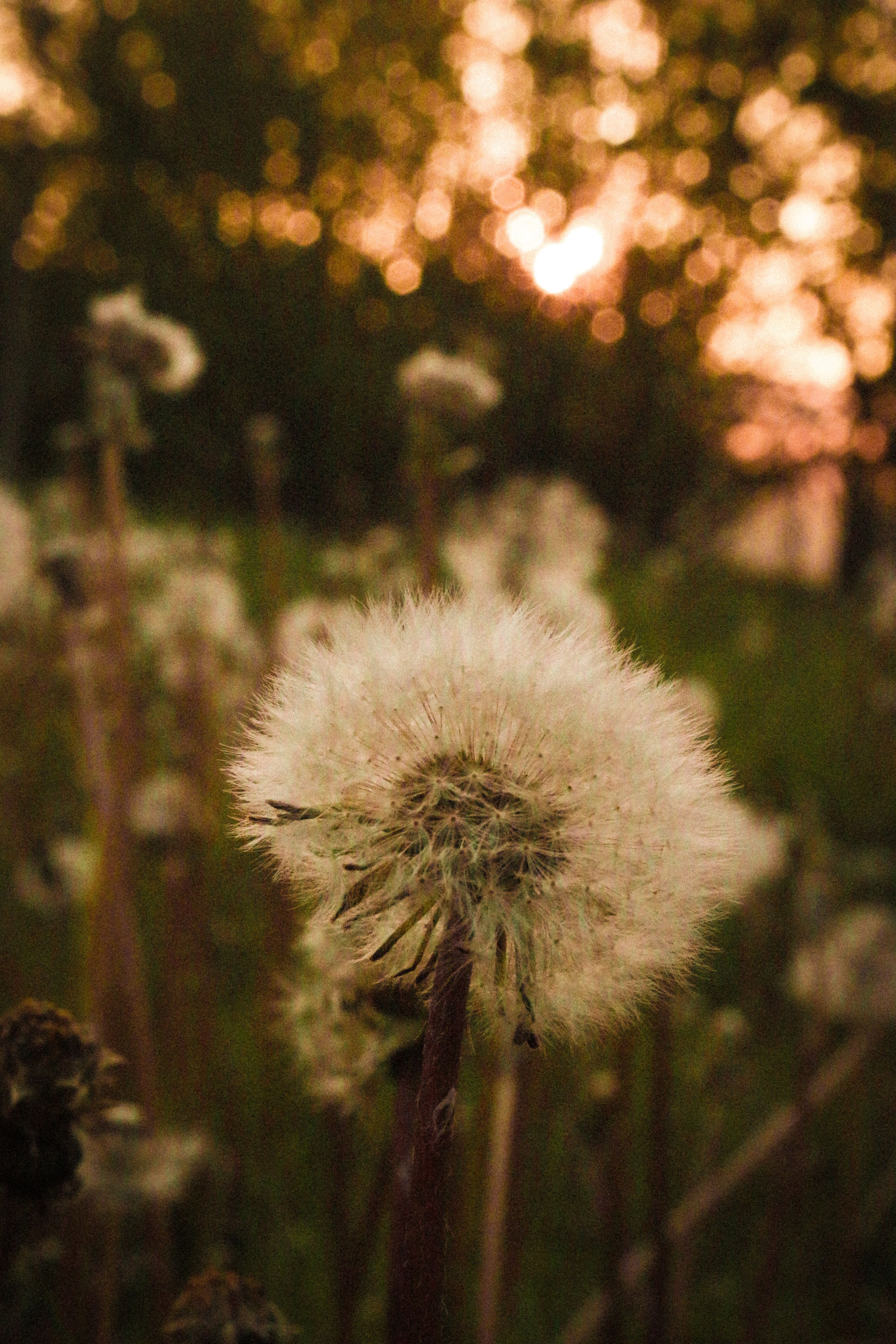 Cheek Puff Photos, Download The BEST Free Cheek Puff Stock Photos & HD ...