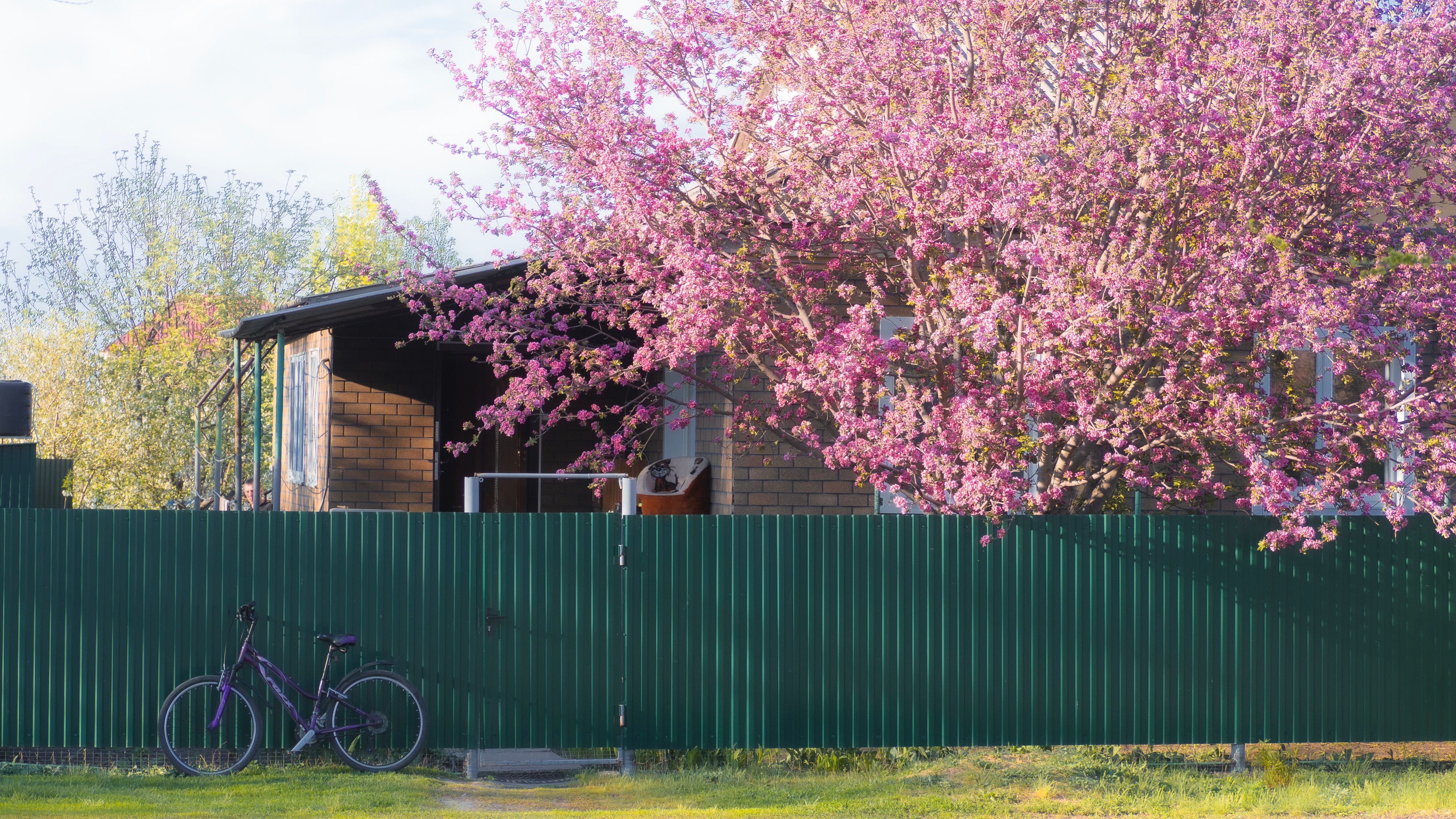 Charming Spring Scene with Blossoming Tree and Bicycle · Free Stock Photo