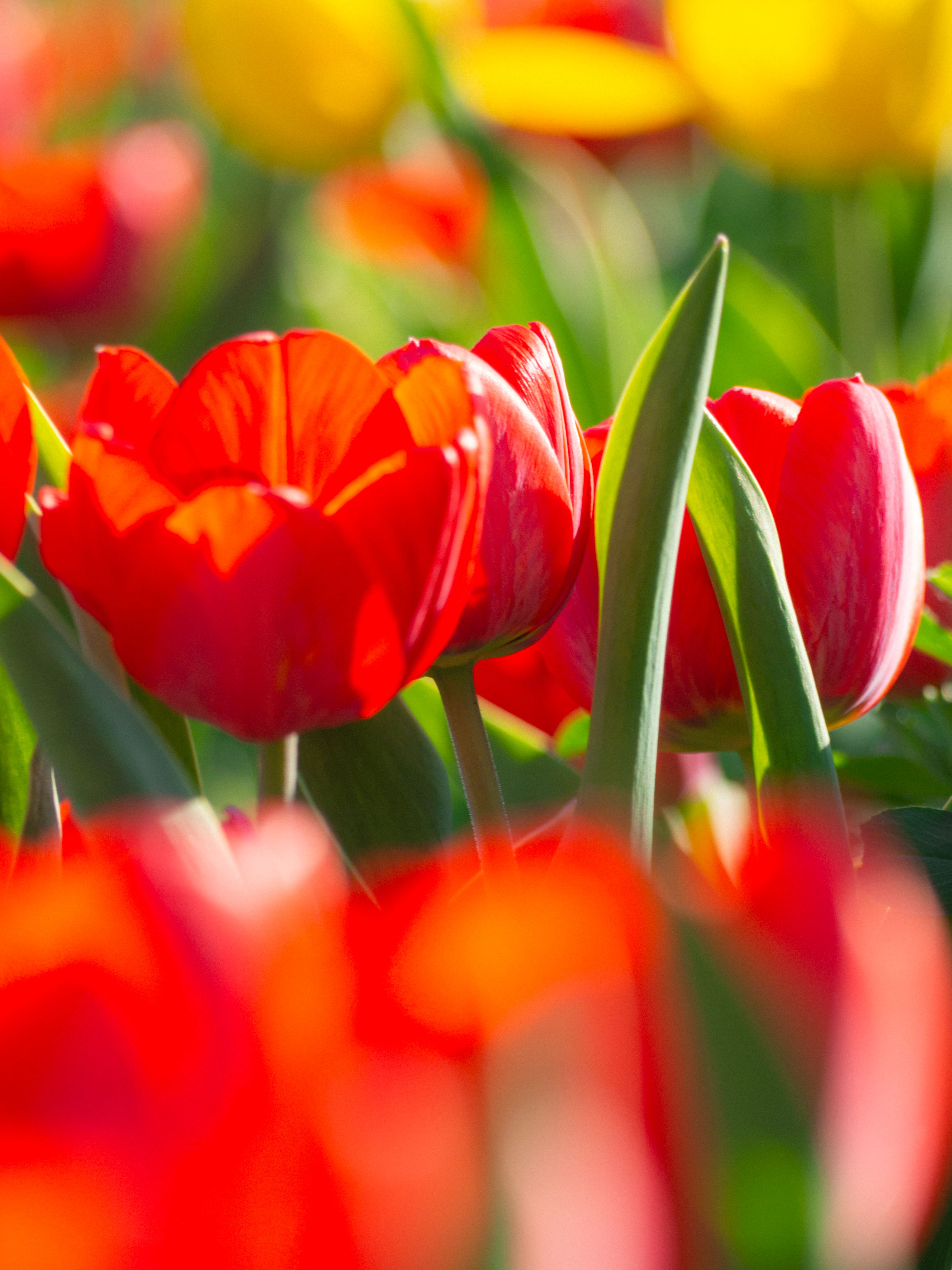 Vibrant Red Tulips in Bloom, Saratov, Russia · Free Stock Photo