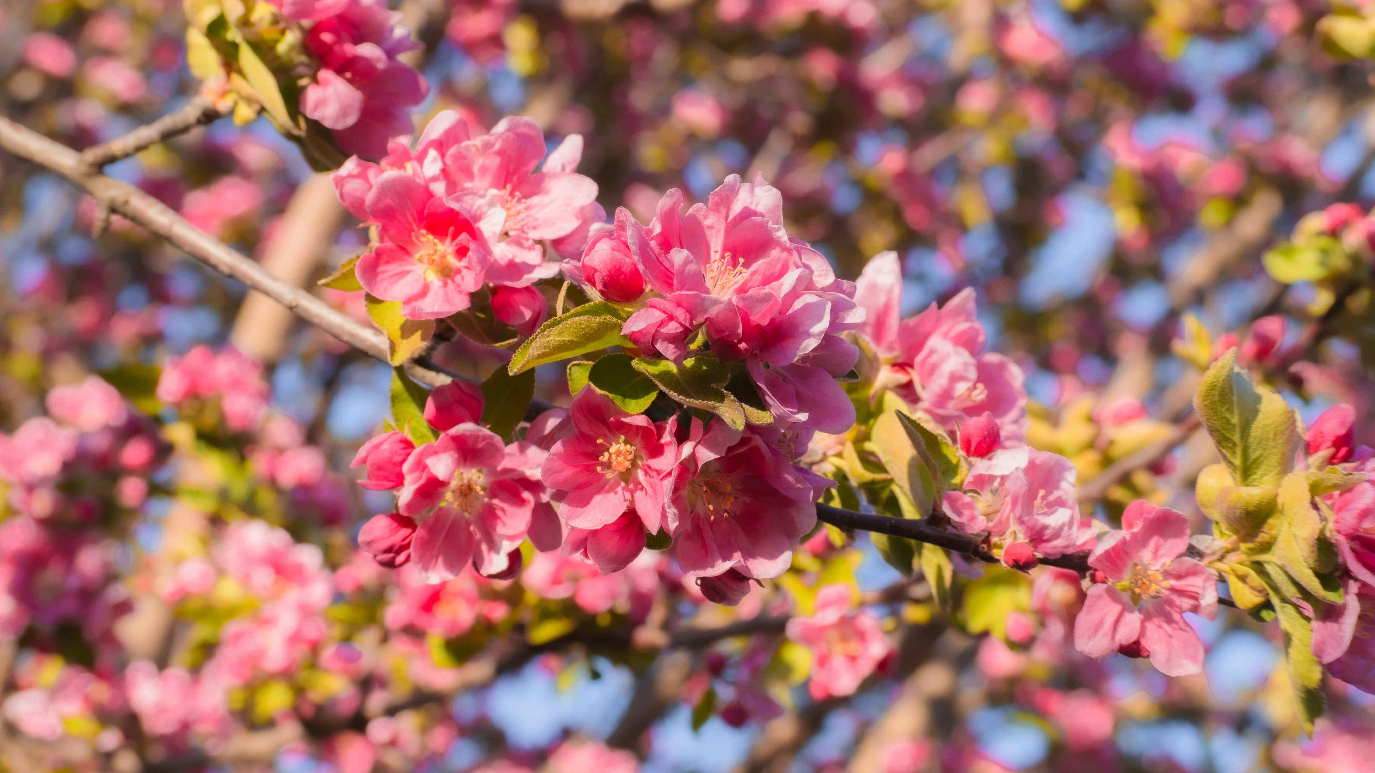 Dig Pink Photos, Download The BEST Free Dig Pink Stock Photos & HD Images