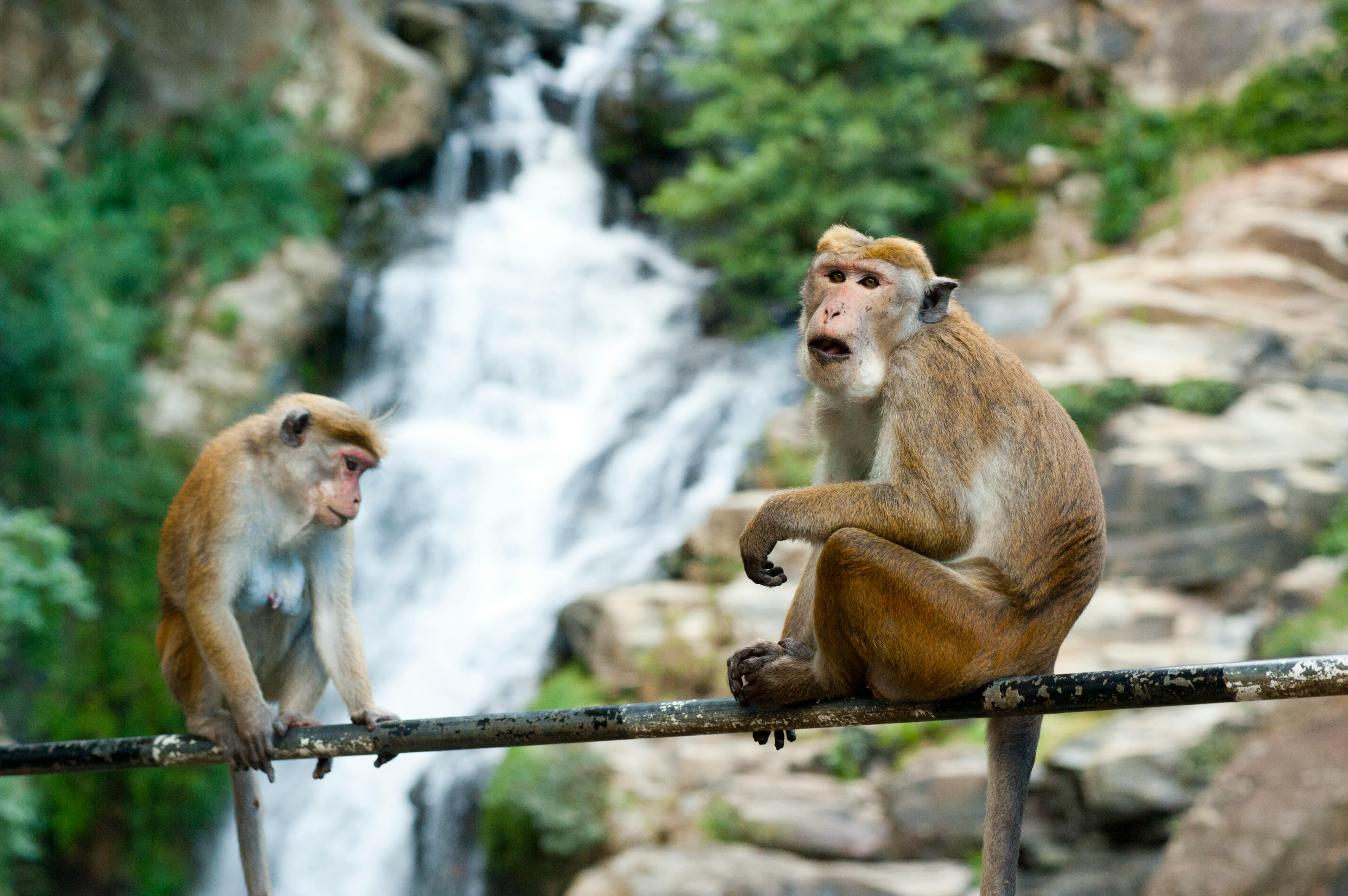 Brown Monkeys Sitting on Rock · Free Stock Photo