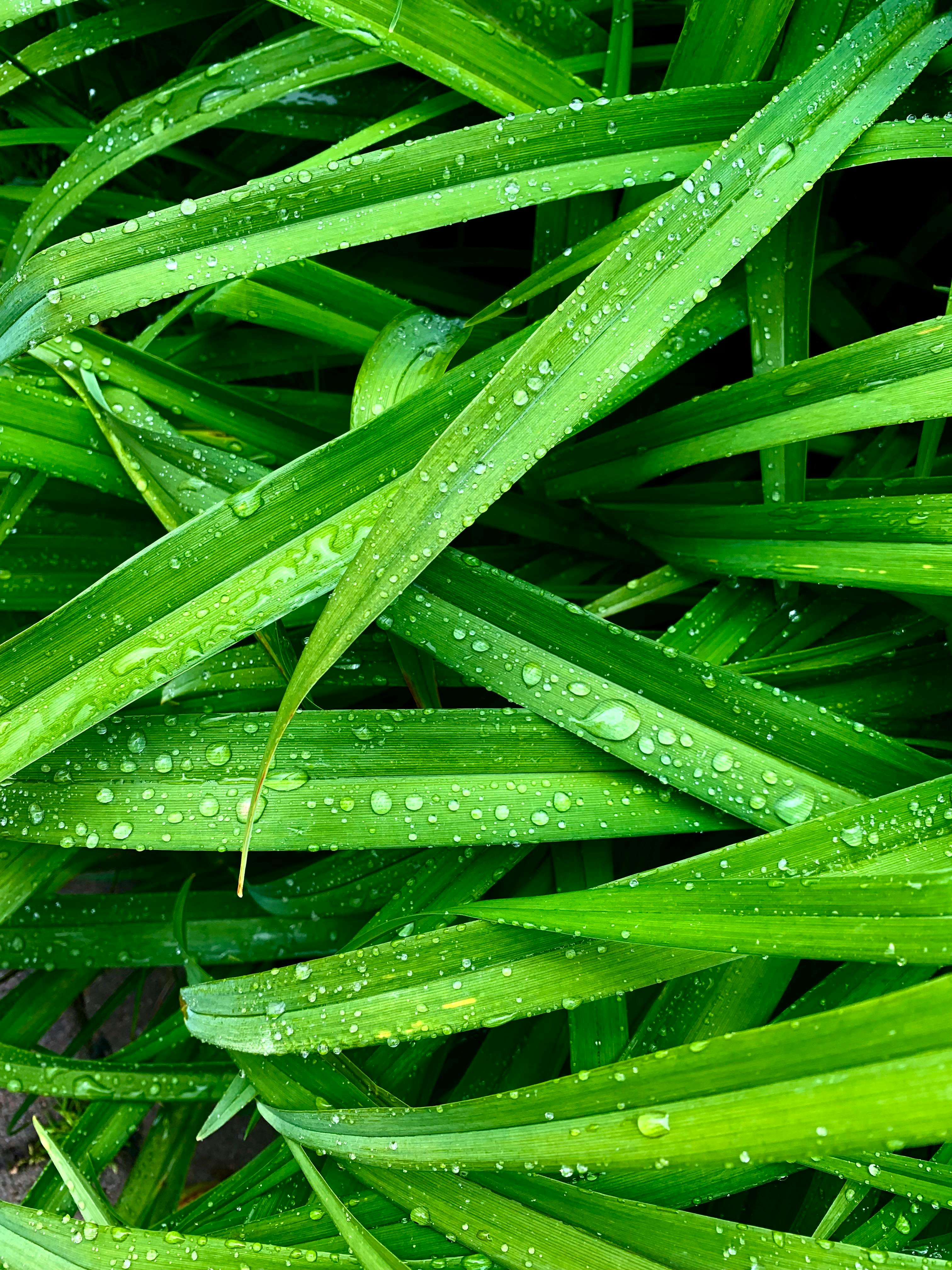 Grass Texture Photos, Download The BEST Free Grass Texture Stock Photos ...