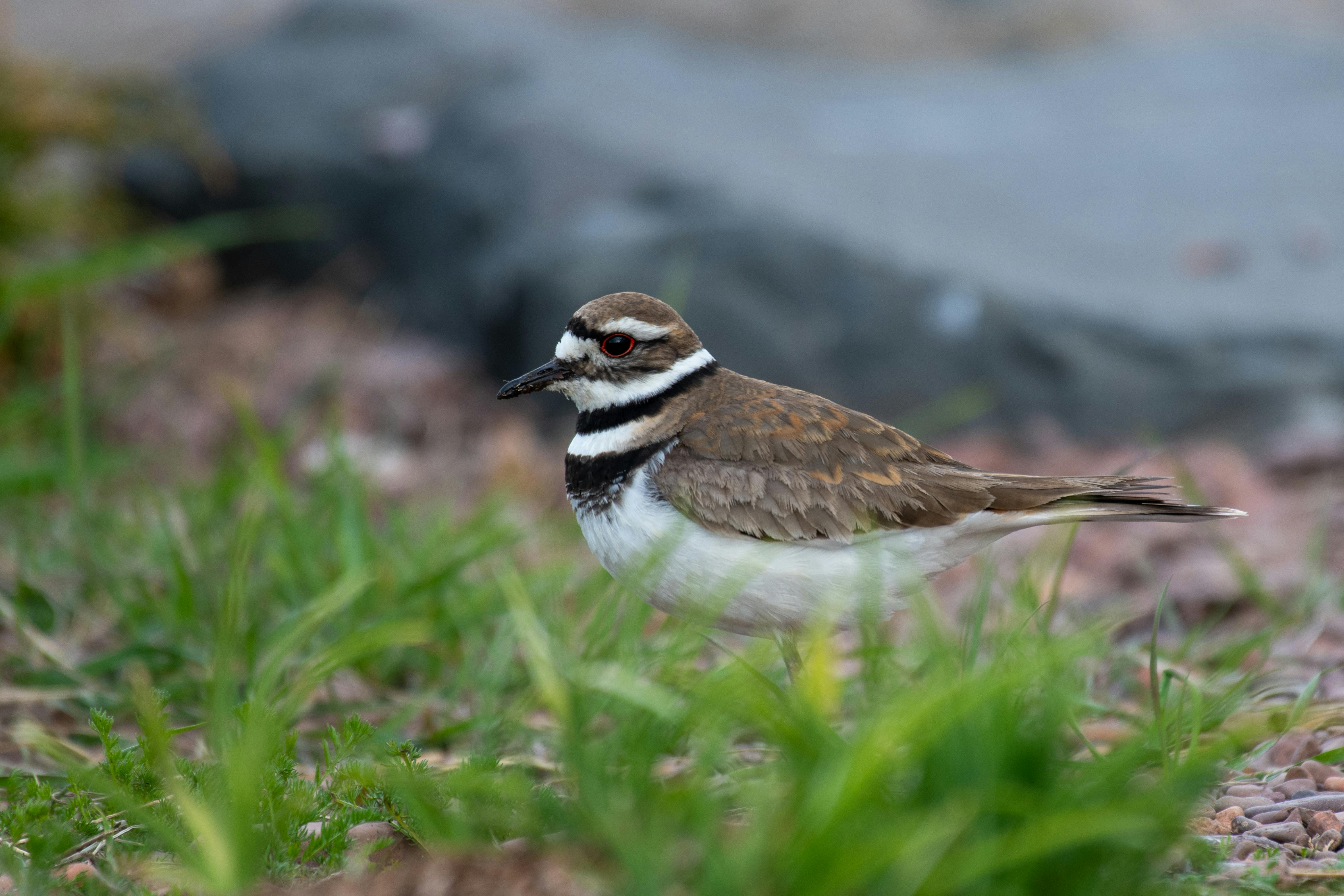 Close-up of Killdeer Bird in Natural Habitat · Free Stock Photo