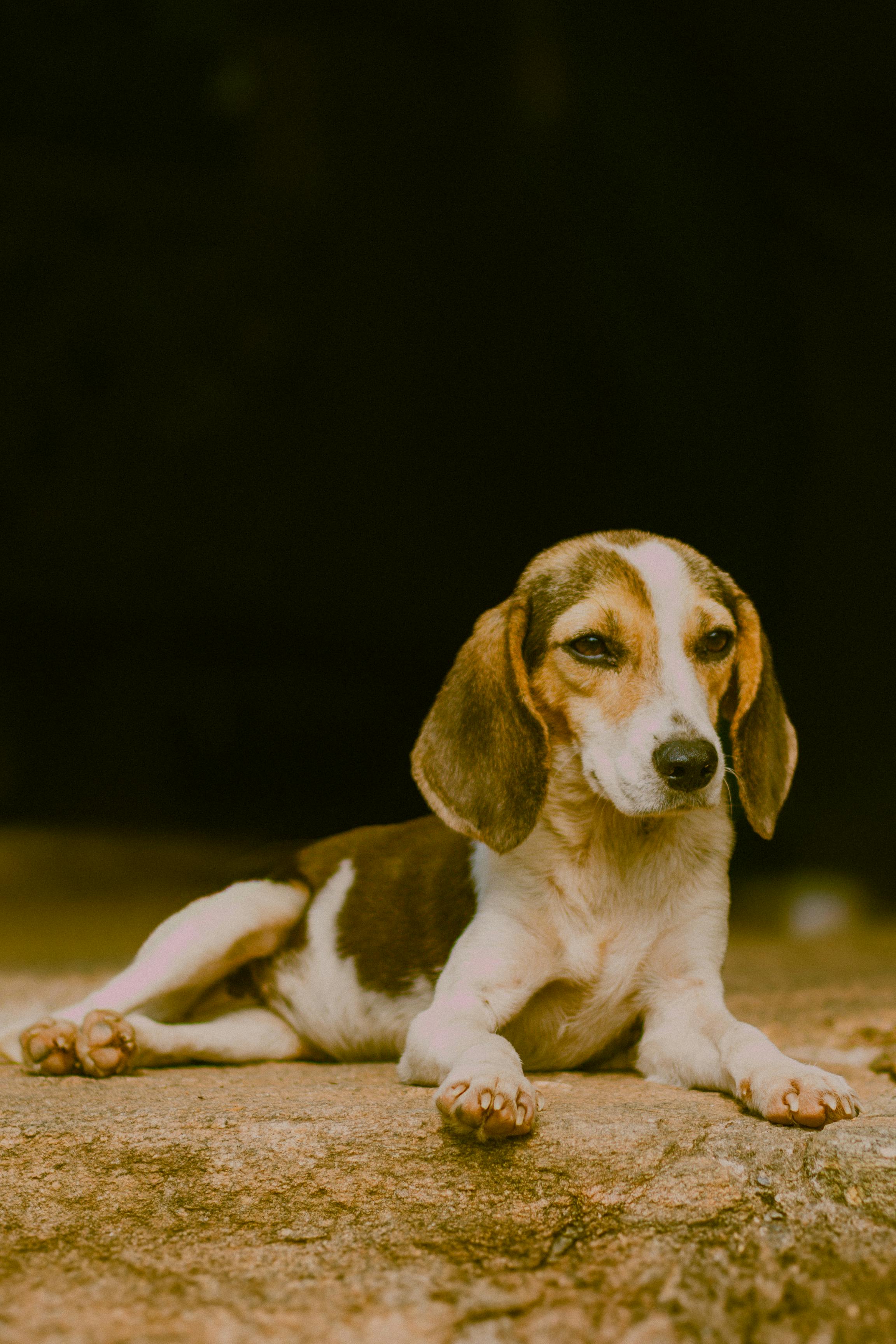 Relaxed Beagle Pup Resting on Rock Surface · Free Stock Photo